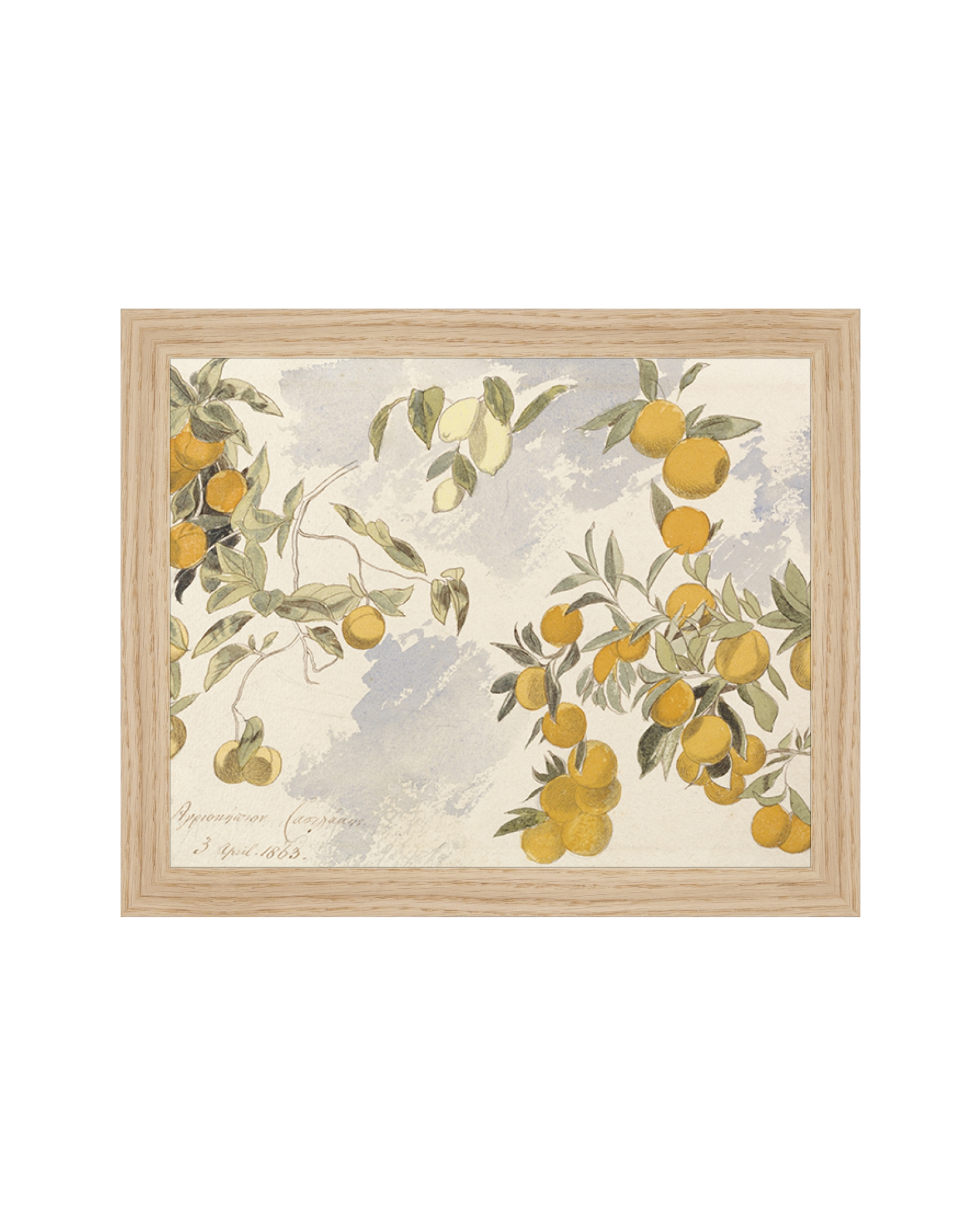 Orangerie HoJ – Splendus