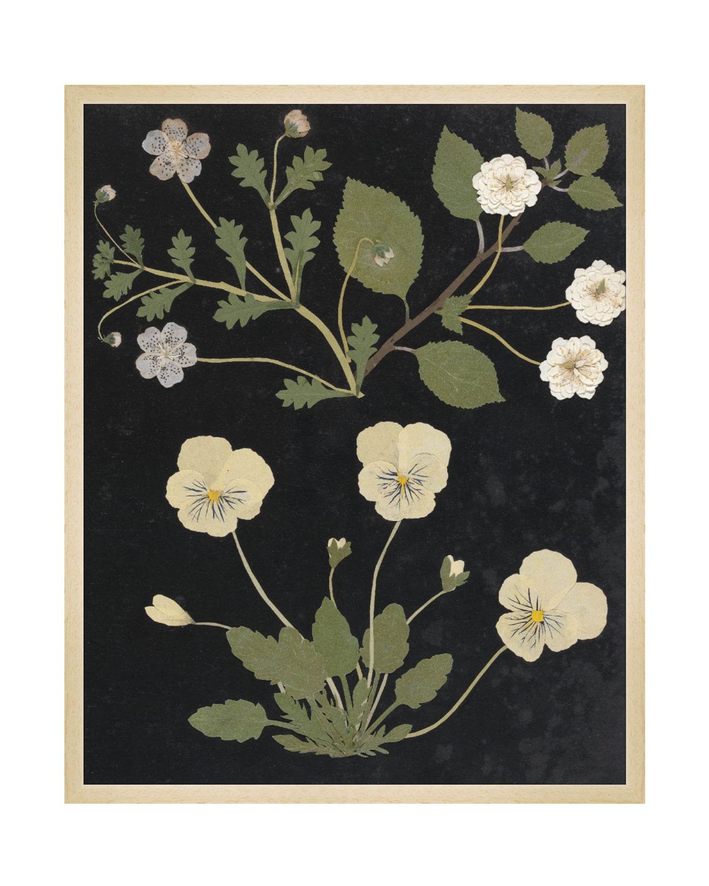 Flower Study II – Splendus