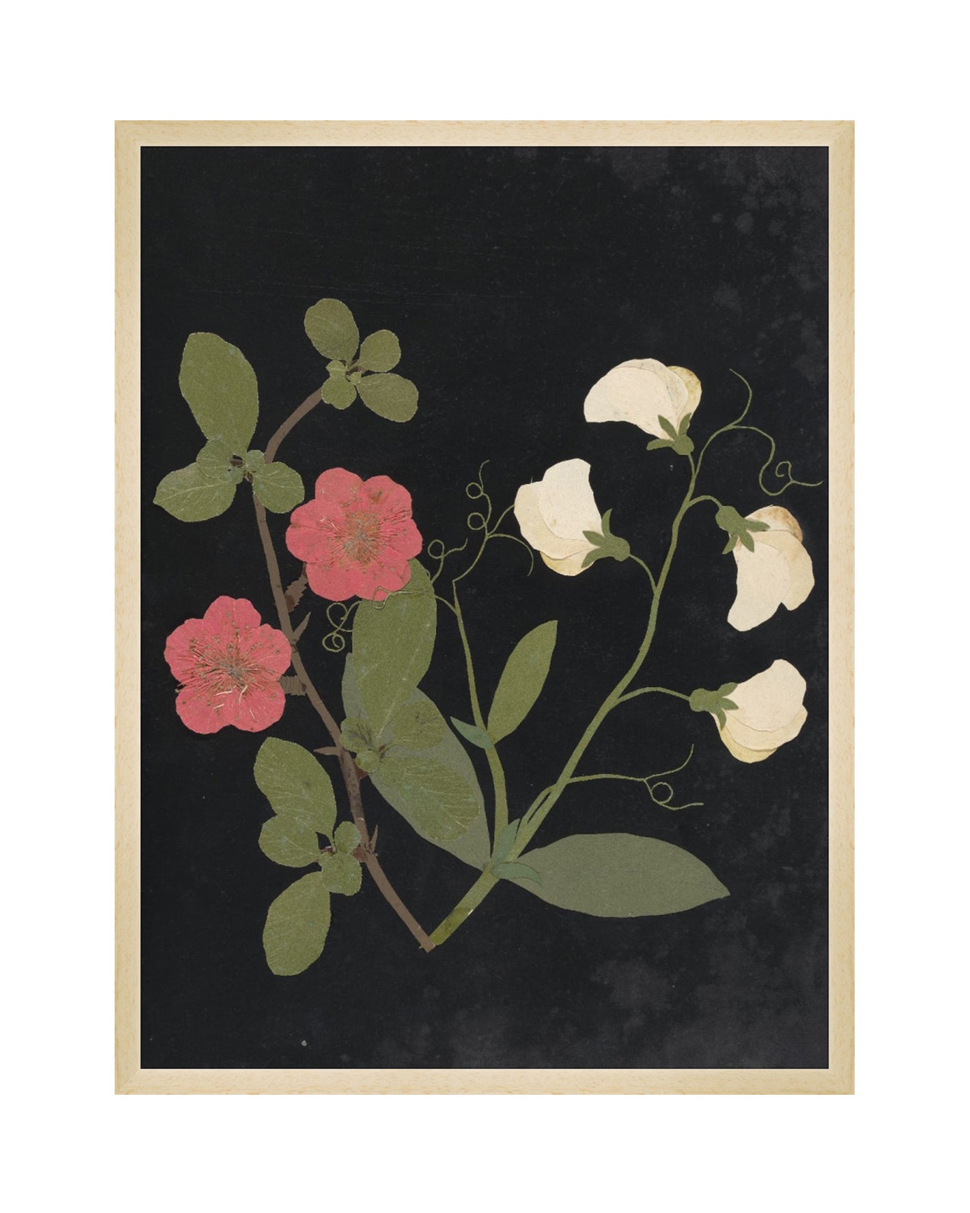 Flower Study V – Splendus