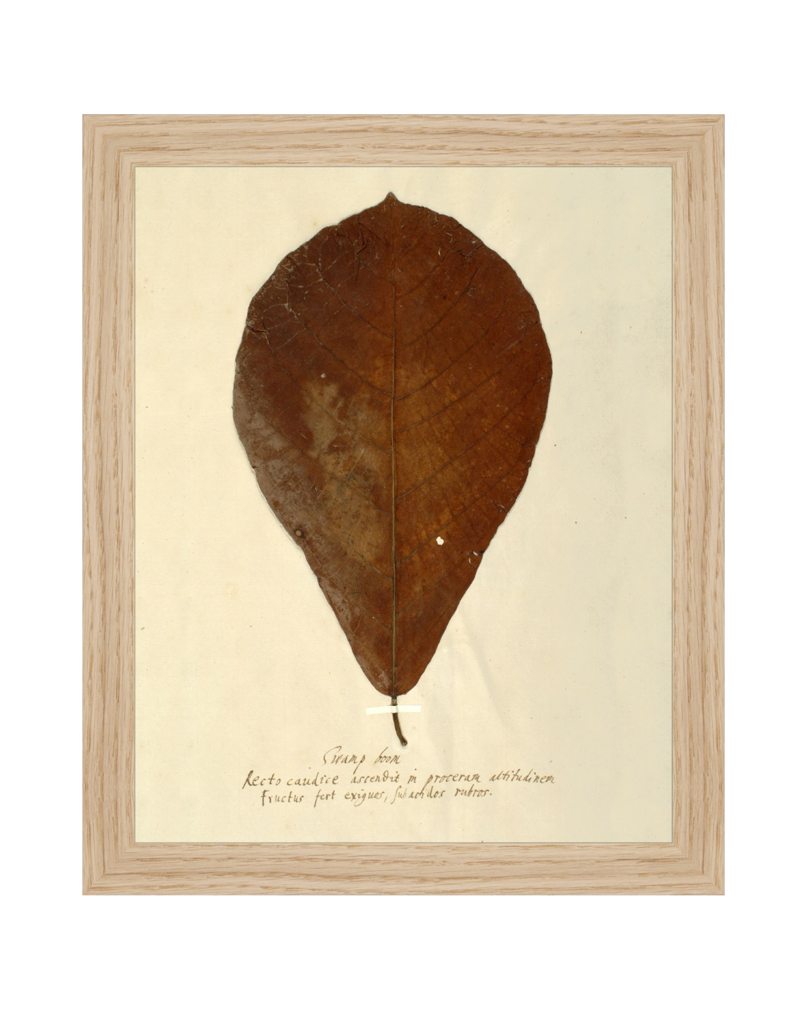 Herbarium XIII HoJ – Splendus