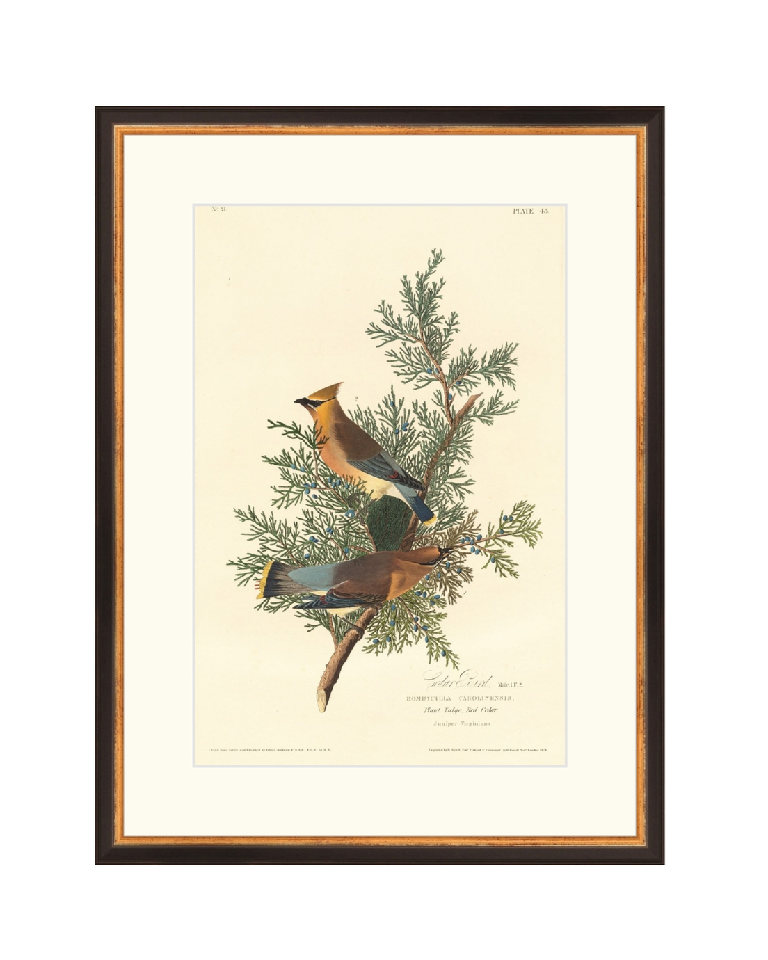 Cedar Bird – Splendus