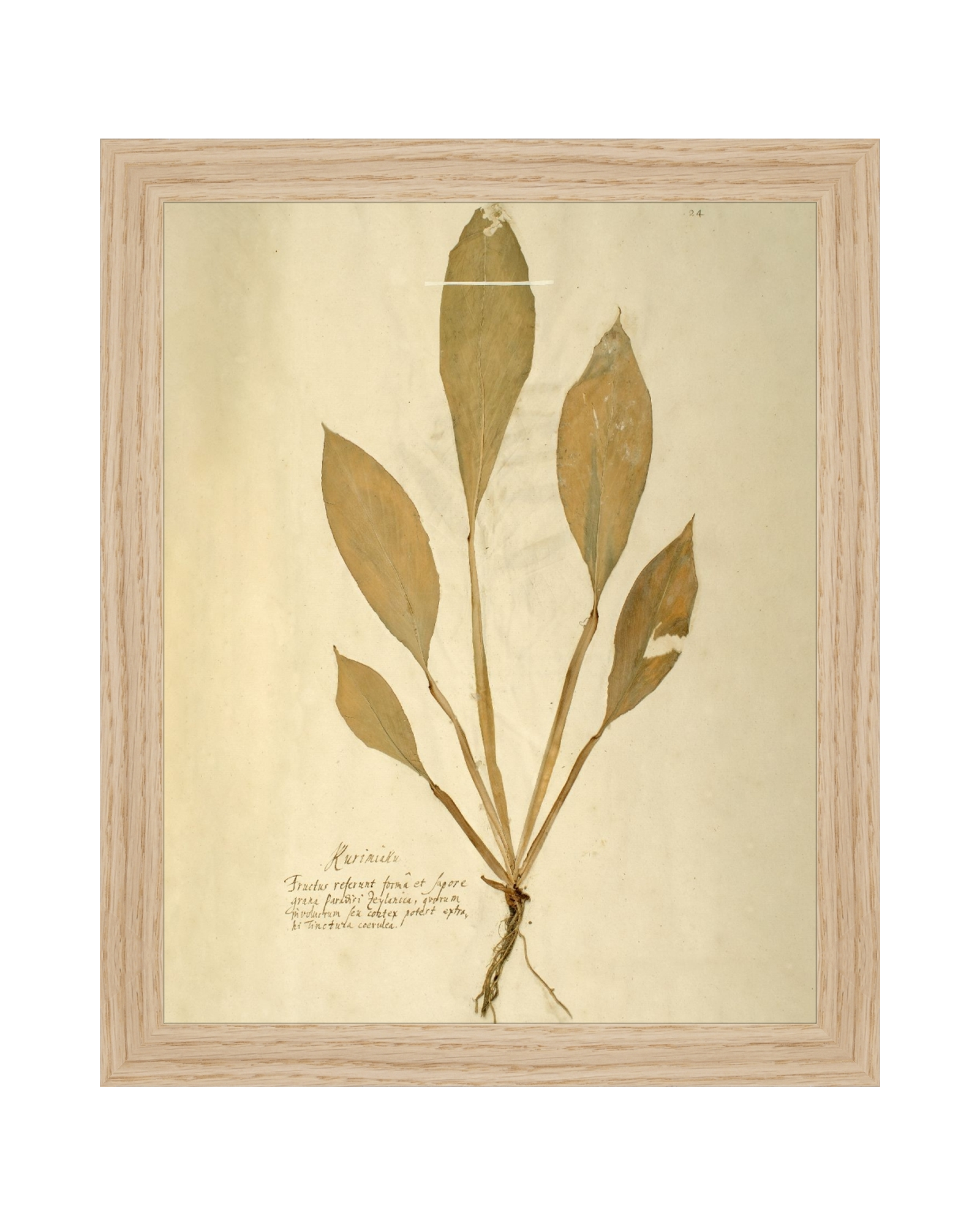 Herbarium XIV HoJ – Splendus