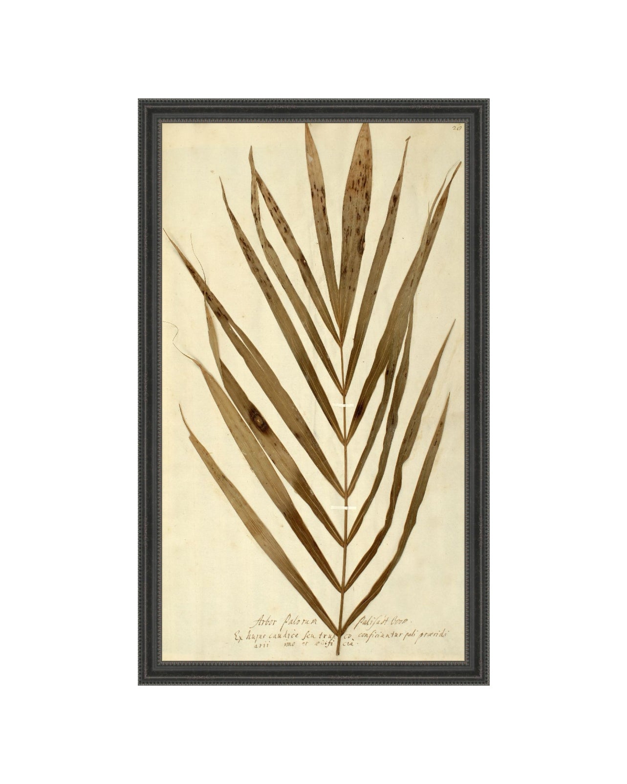 Herbarium XV – Splendus