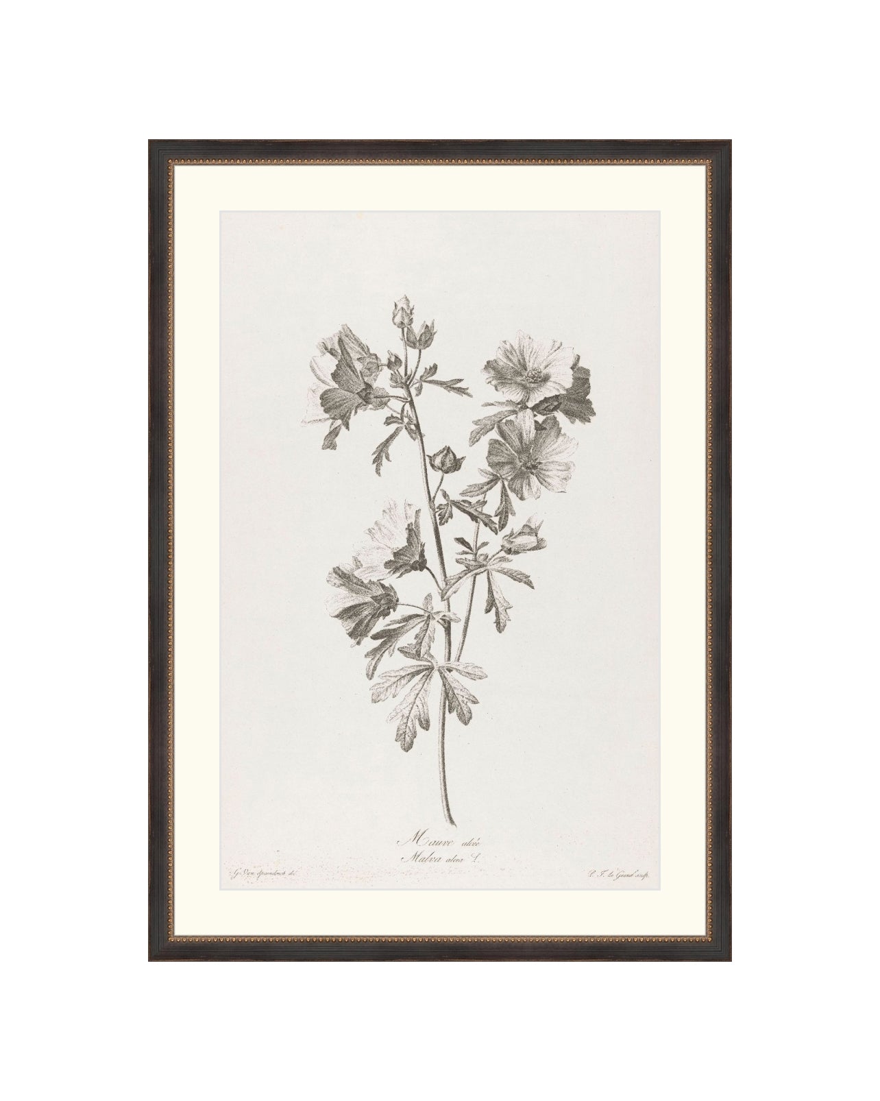 Floral Drawing – Splendus