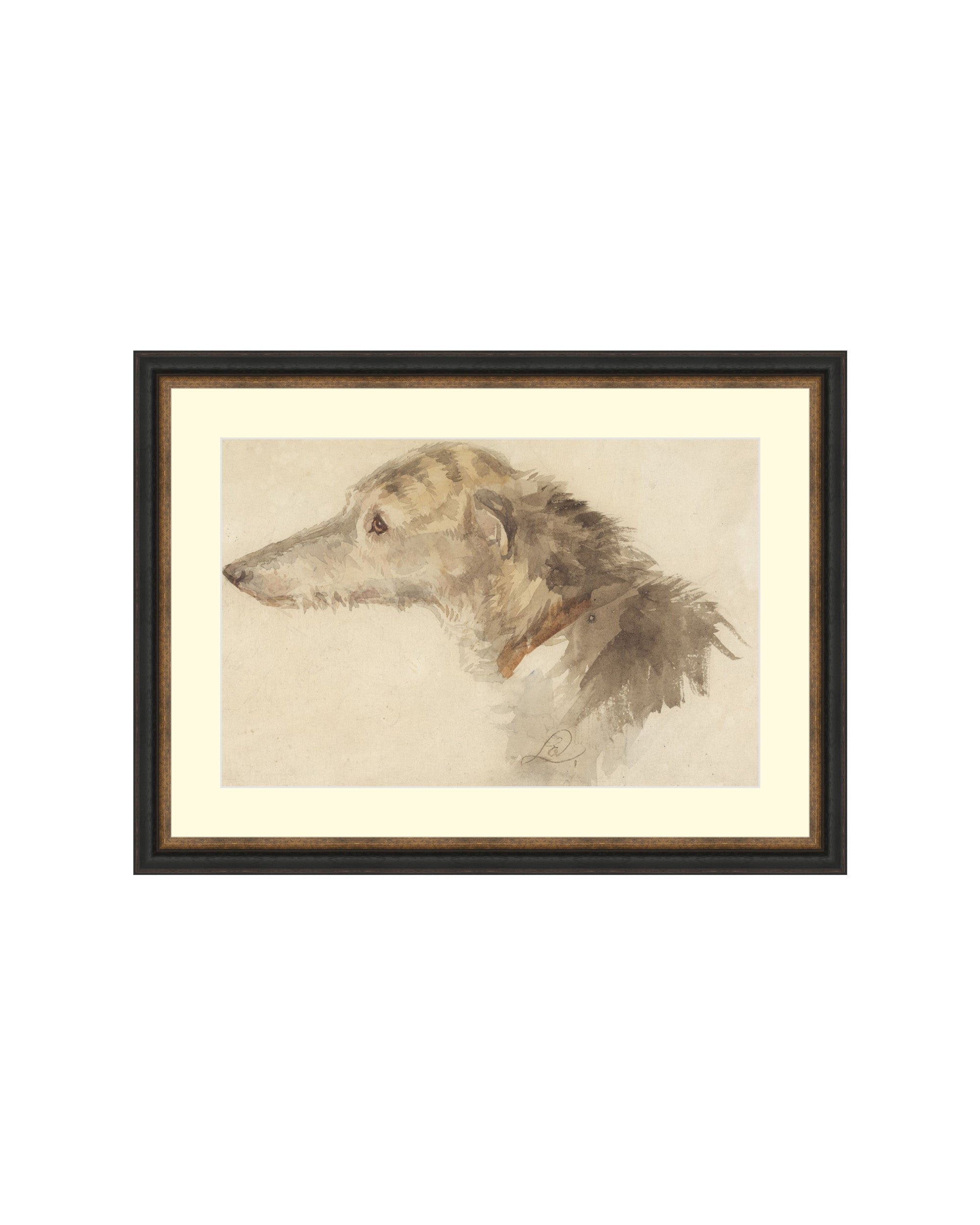 Companion II – Splendus