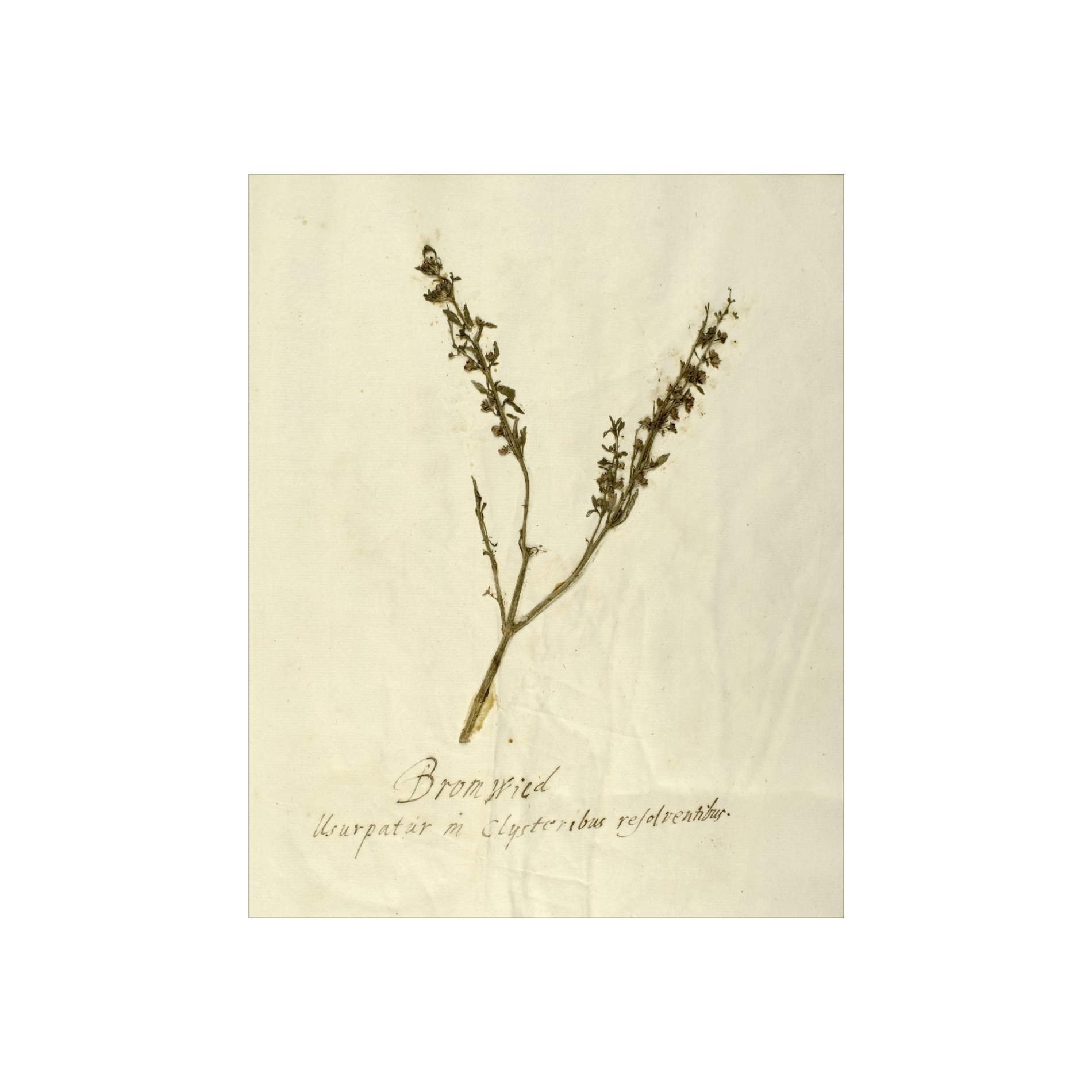 Herbarium VII AIShop – Splendus