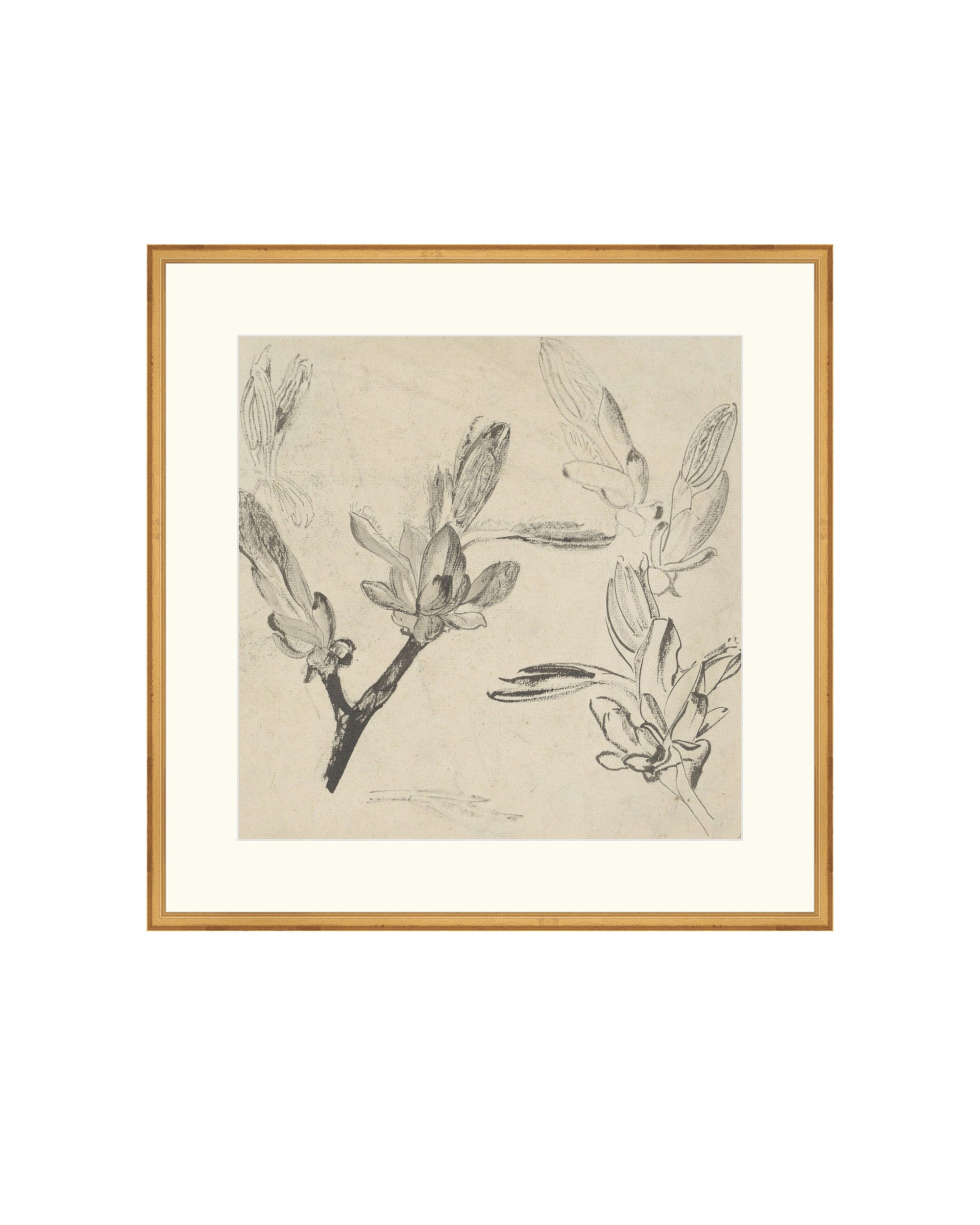 Floral Drawing III – Splendus