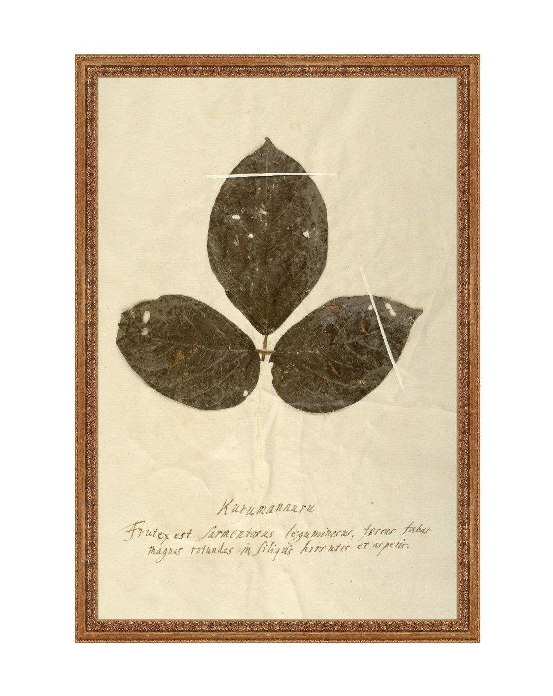 Herbarium VI – Splendus