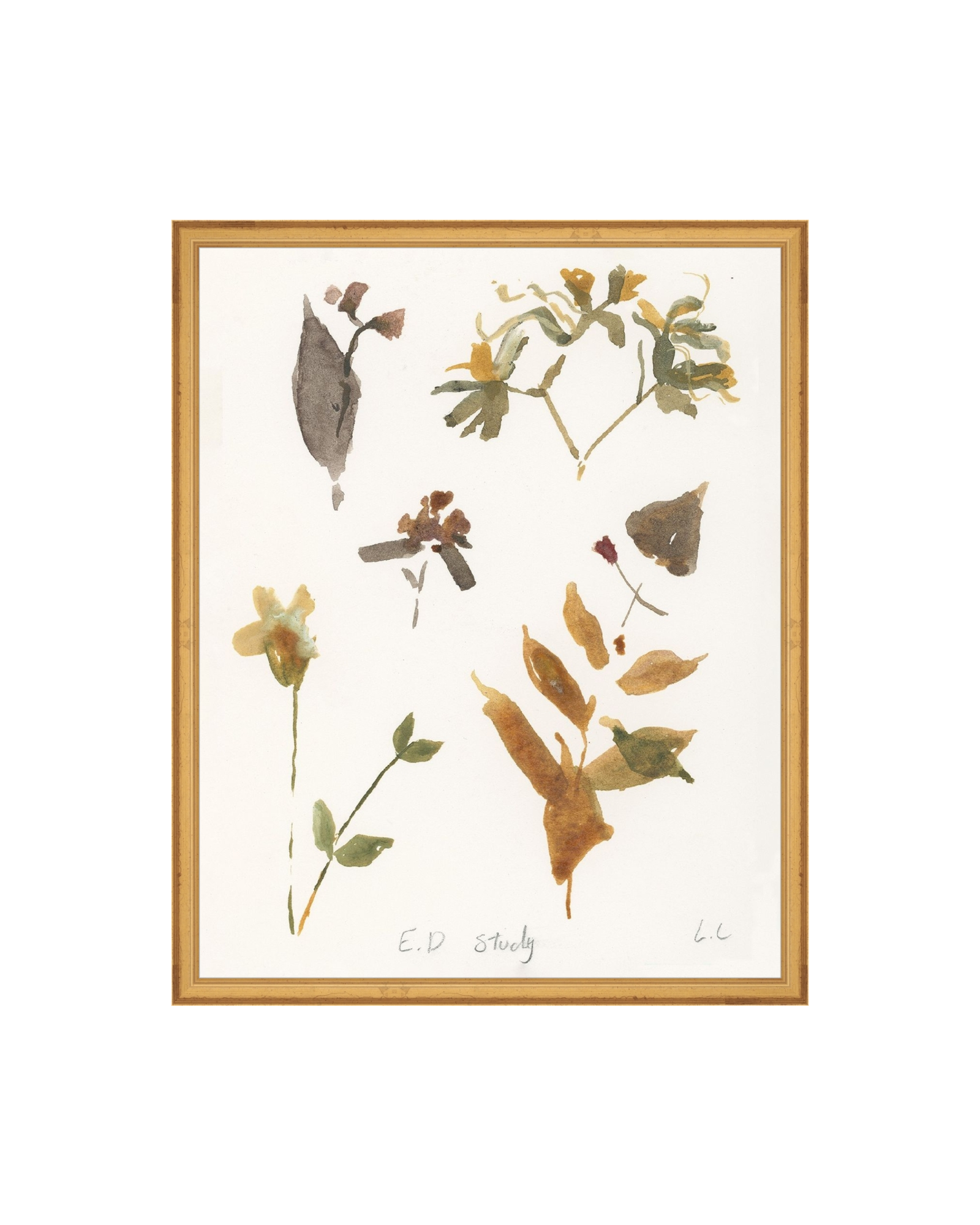 E.D Botanical Study – Splendus