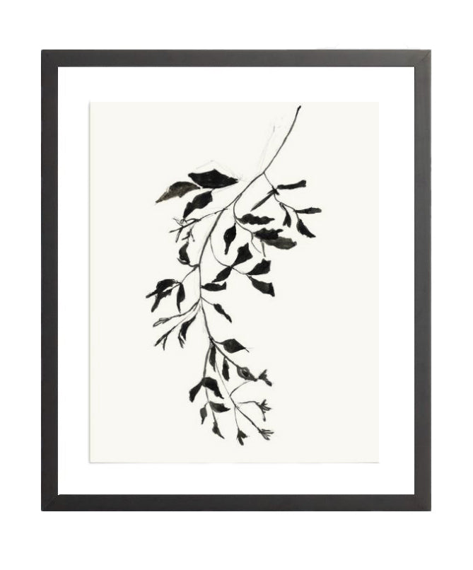 Botanical Ink Study II – Splendus