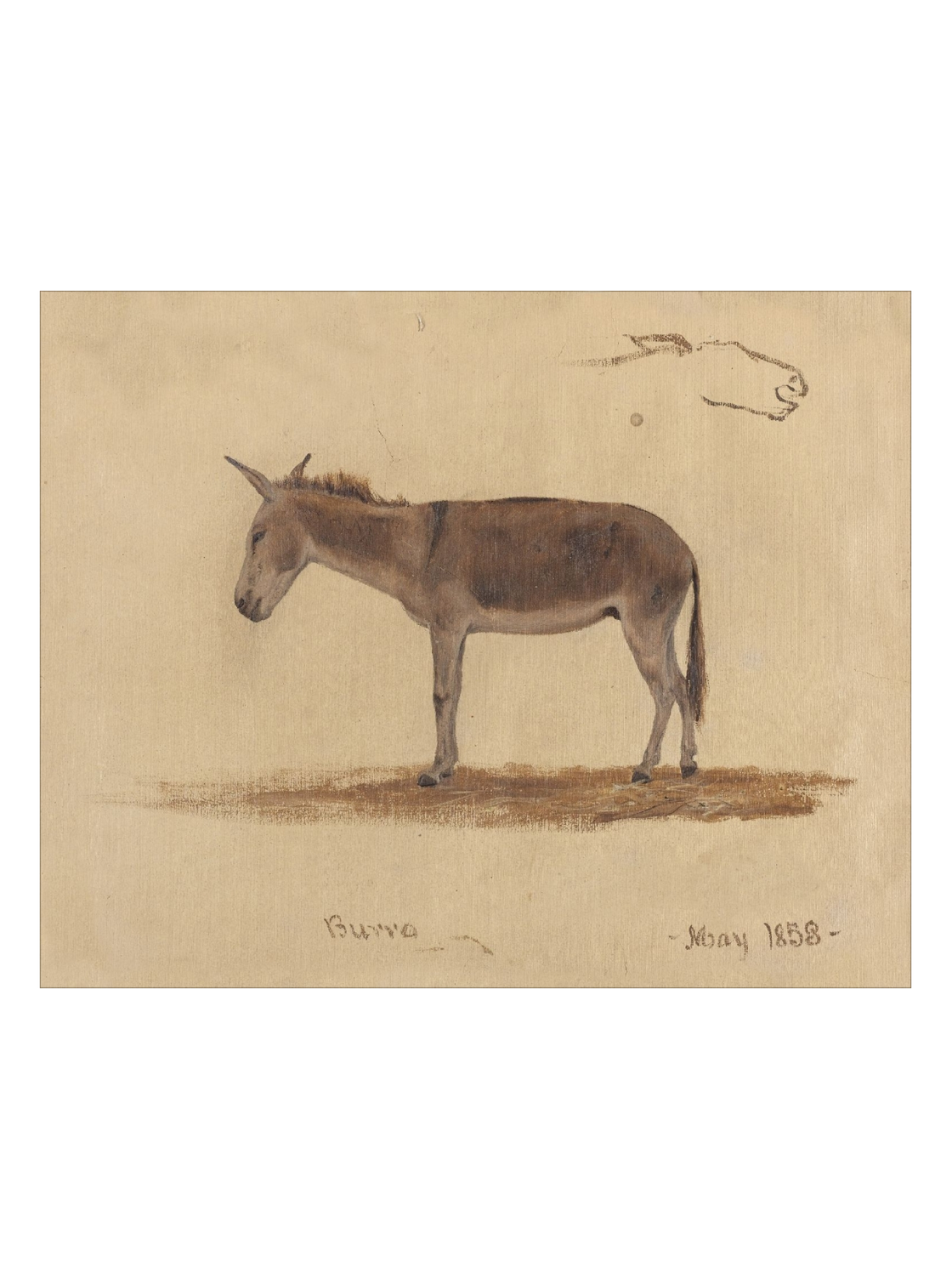 Burro HoJ 2 – Splendus