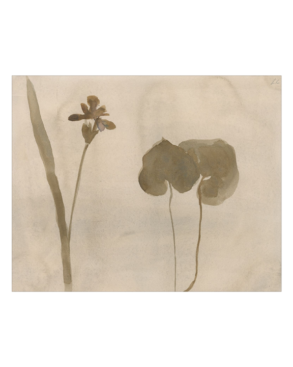 Botanical Thoughts II – Splendus