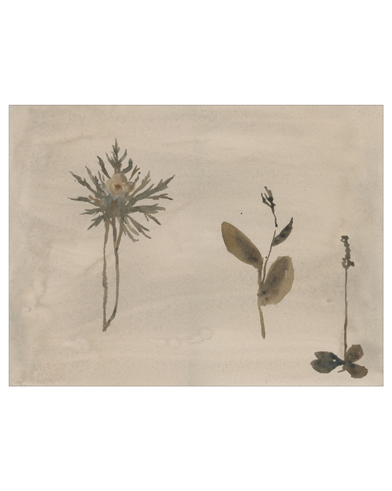 Botanical Thoughts IV – Splendus