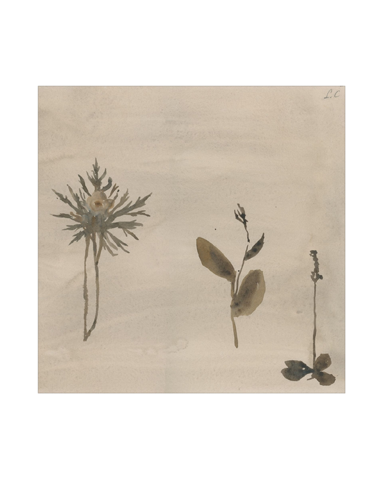 Botanical Thoughts IV – Splendus