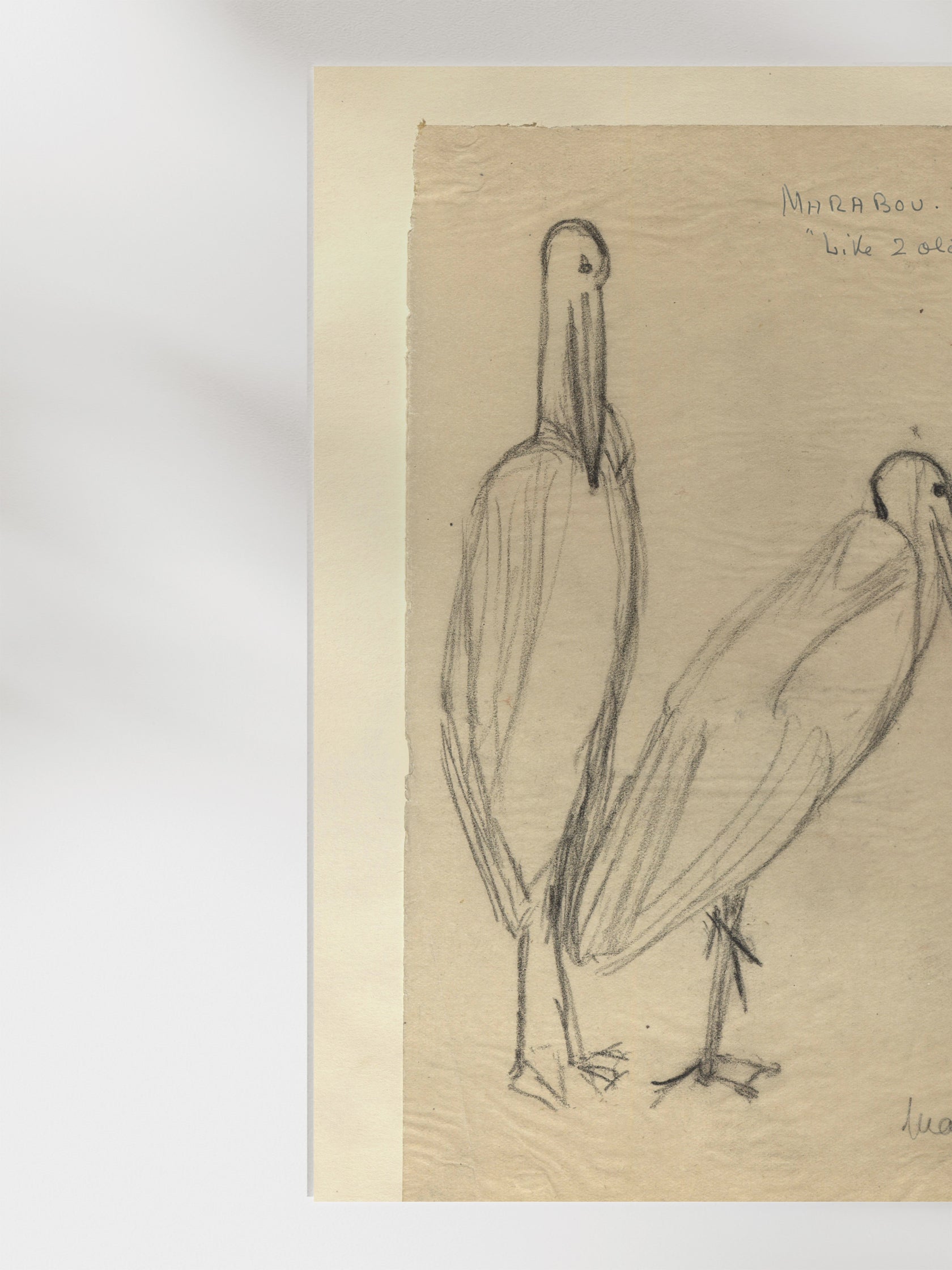 Bird Sketch – Splendus