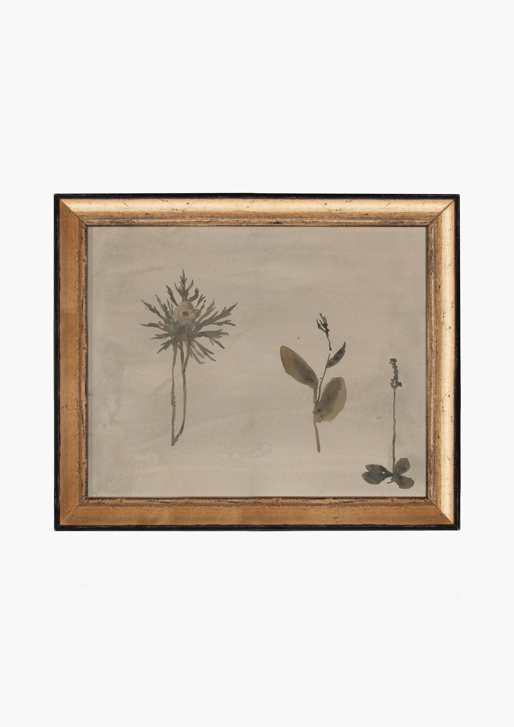 Botanical Thoughts IV – Splendus