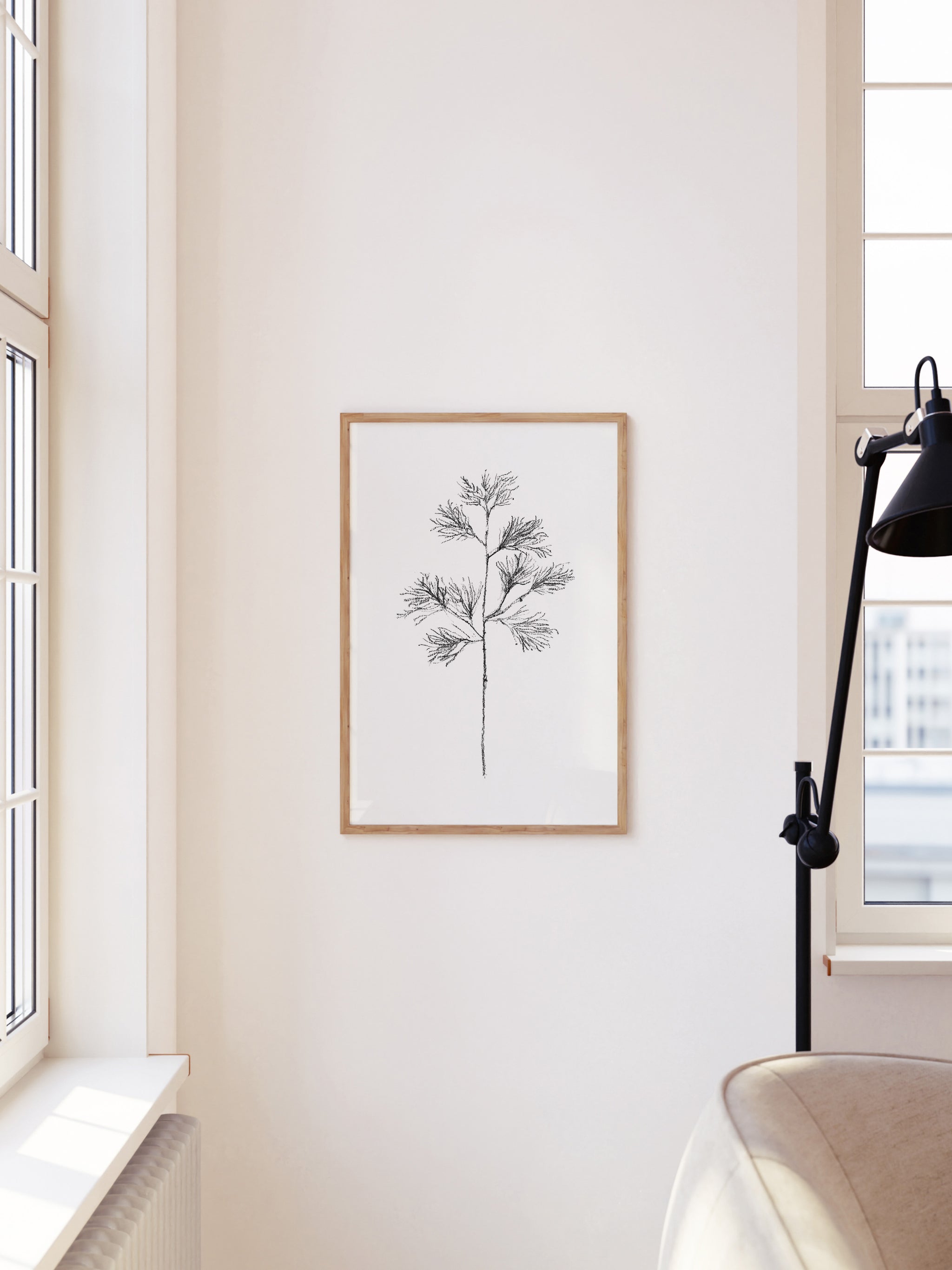 Cedar Stem – Splendus