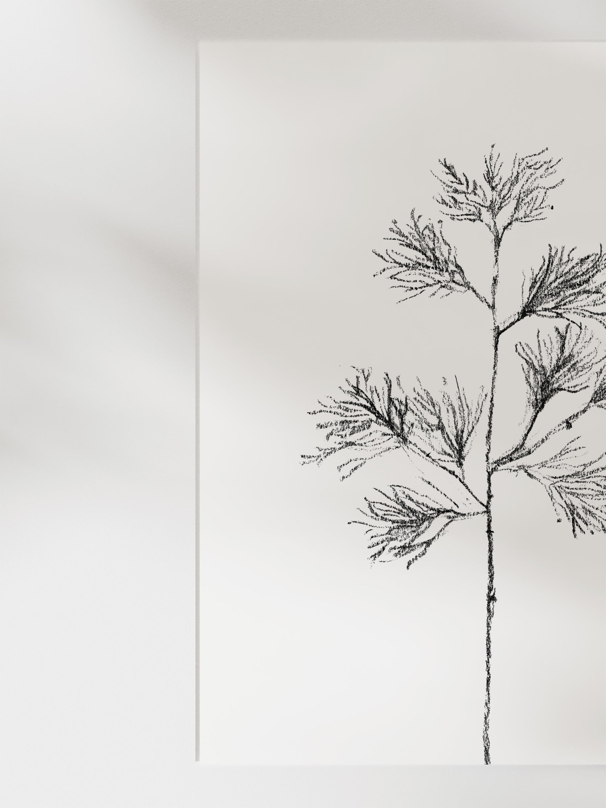 Cedar Stem – Splendus