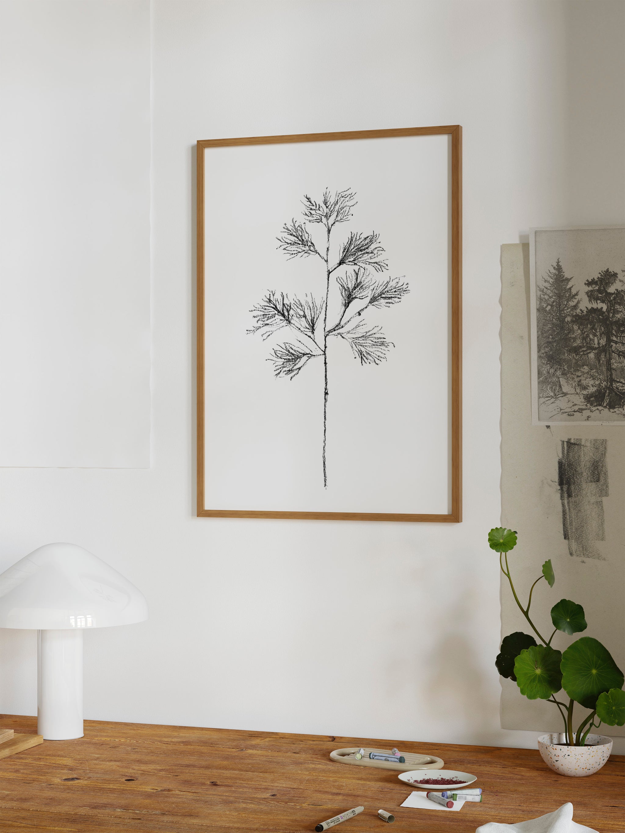 Cedar Stem – Splendus