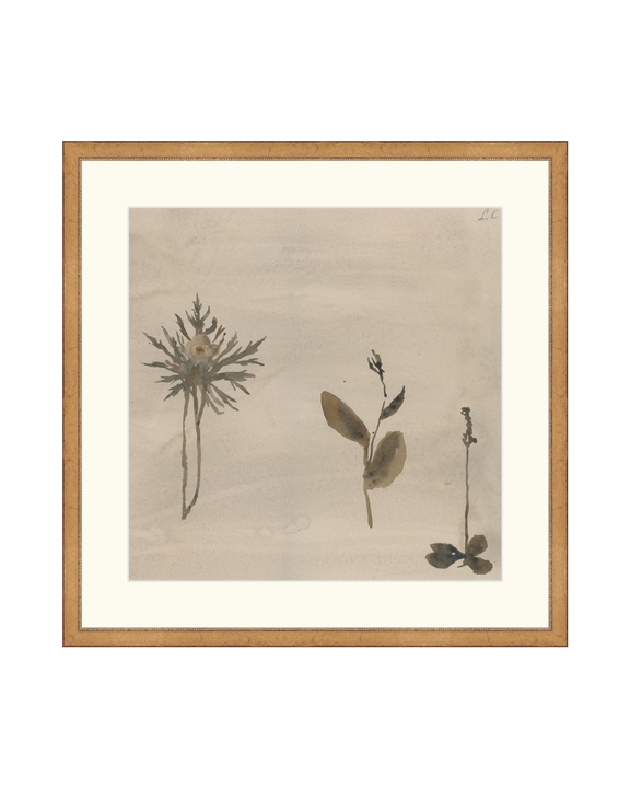 Botanical Thoughts IV – Splendus