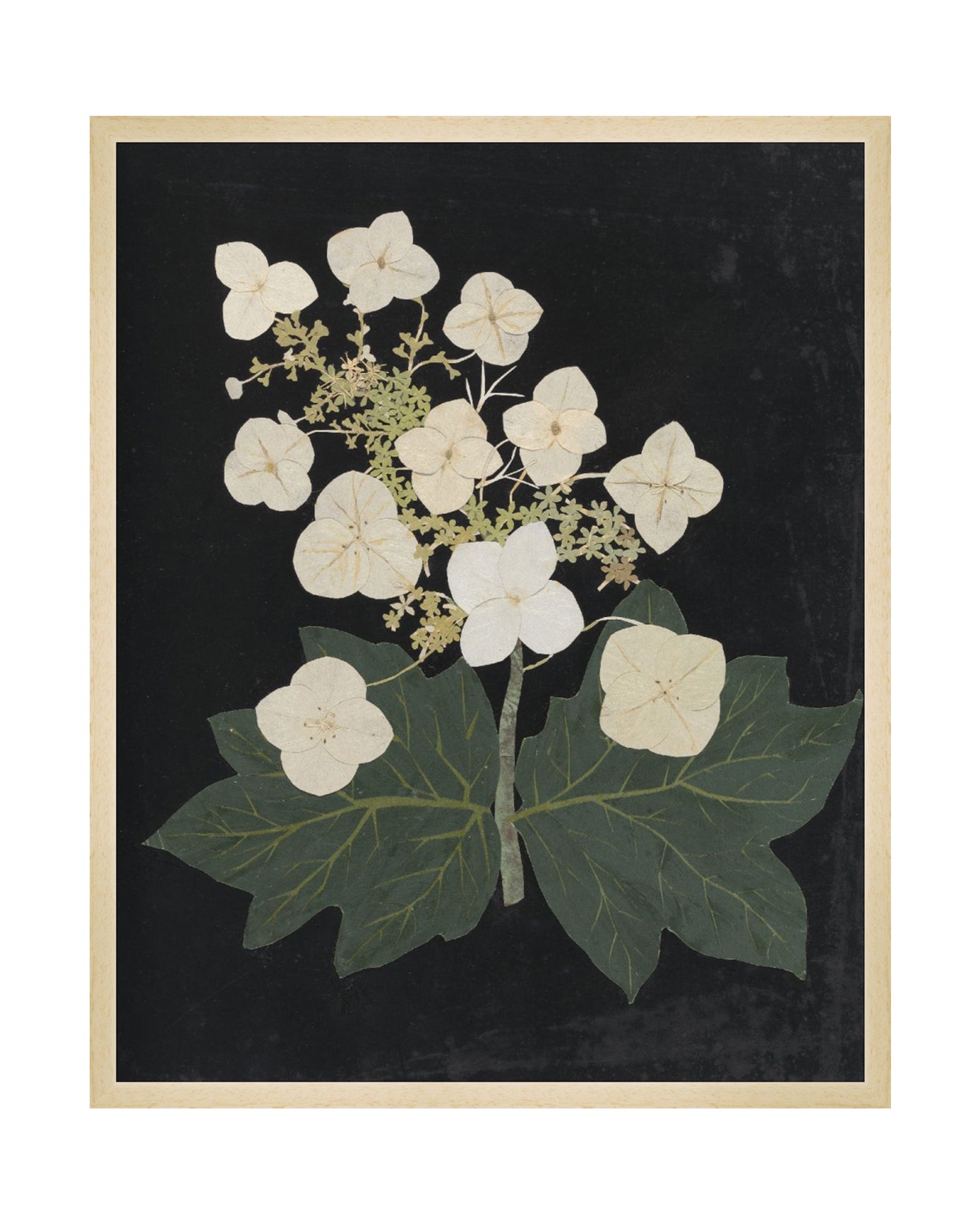 Flower Study VI – Splendus