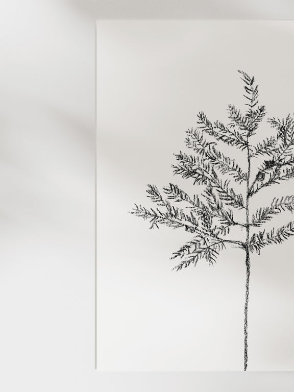 Hemlock Stem – Splendus