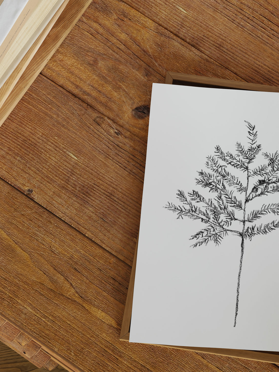 Hemlock Stem – Splendus