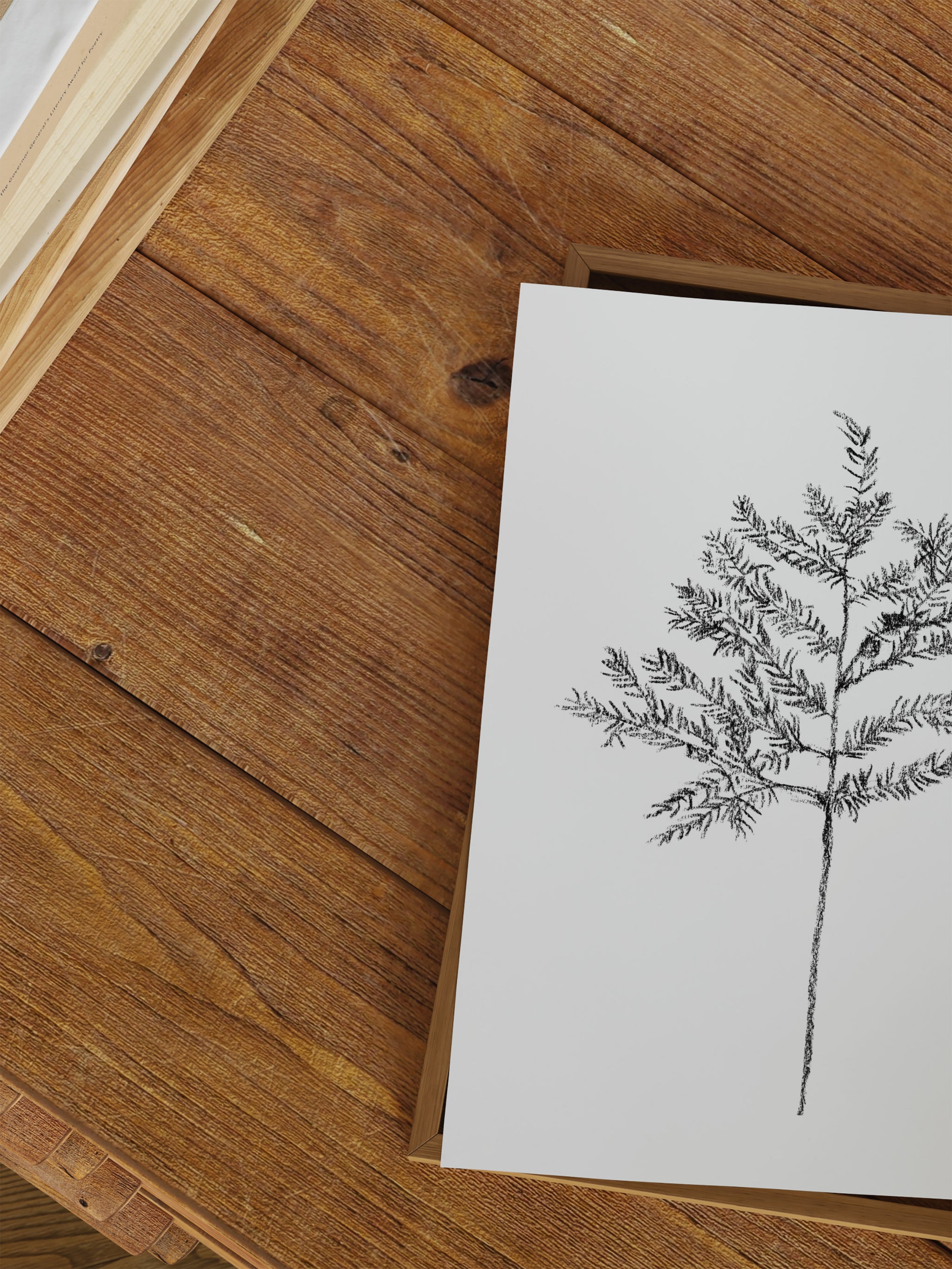 Hemlock Stem – Splendus