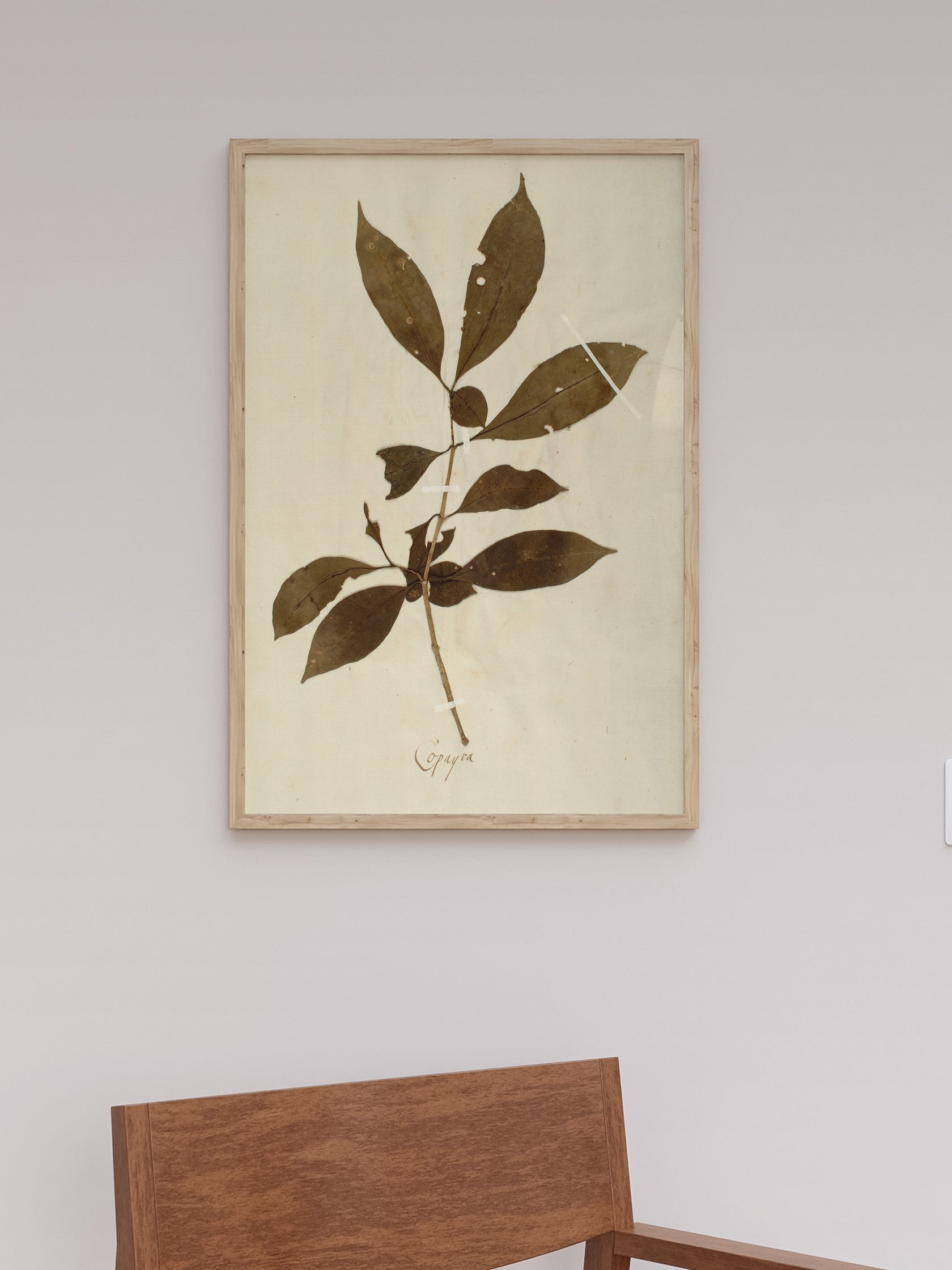 Herbarium III – Splendus