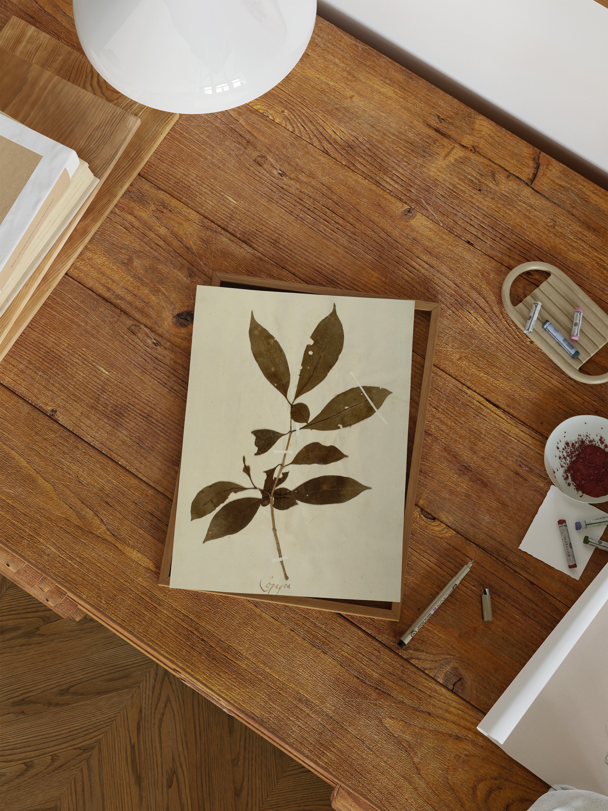 Herbarium III – Splendus