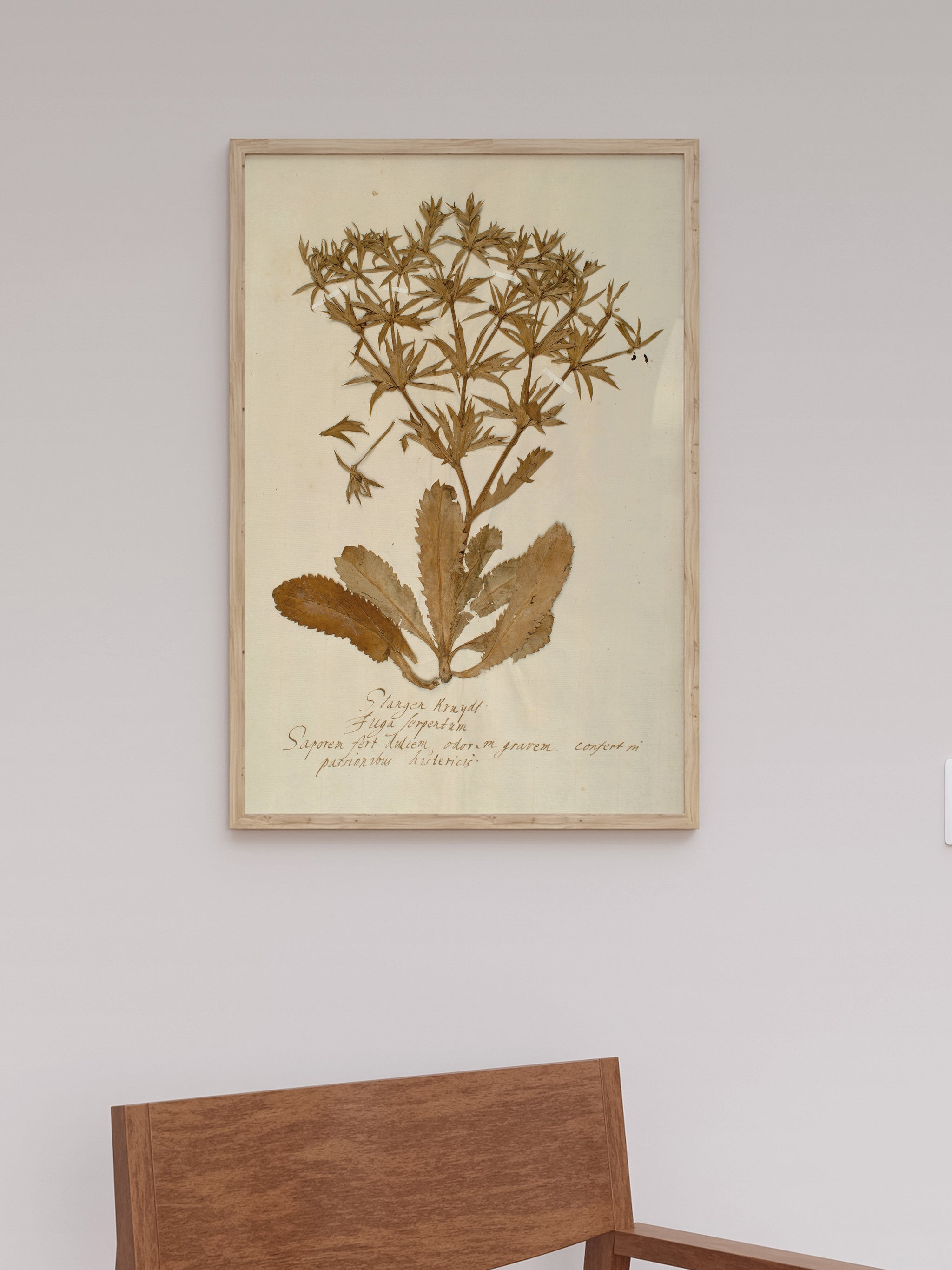 Herbarium II – Splendus