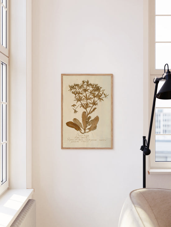 Herbarium II – Splendus