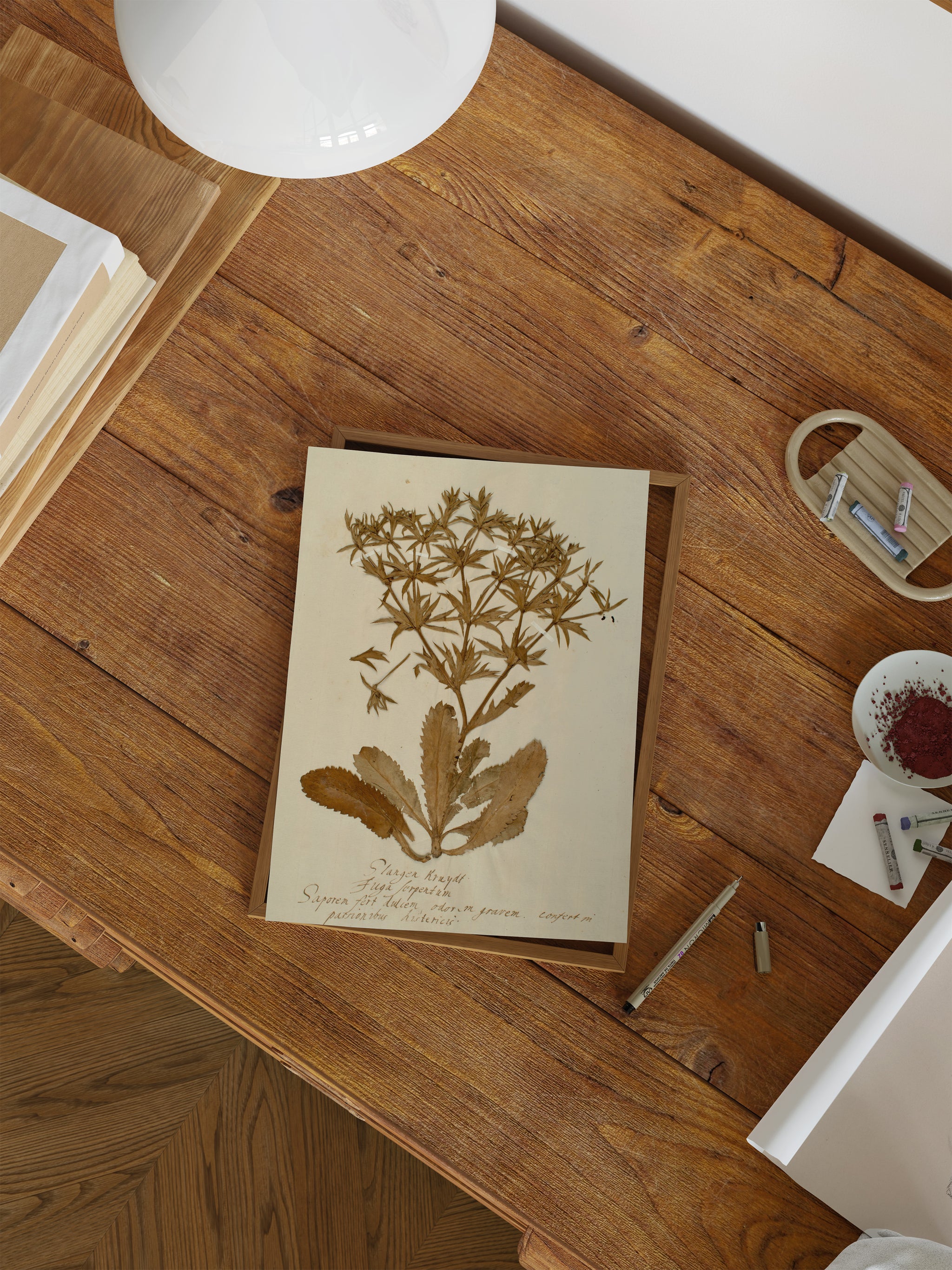 Herbarium II – Splendus