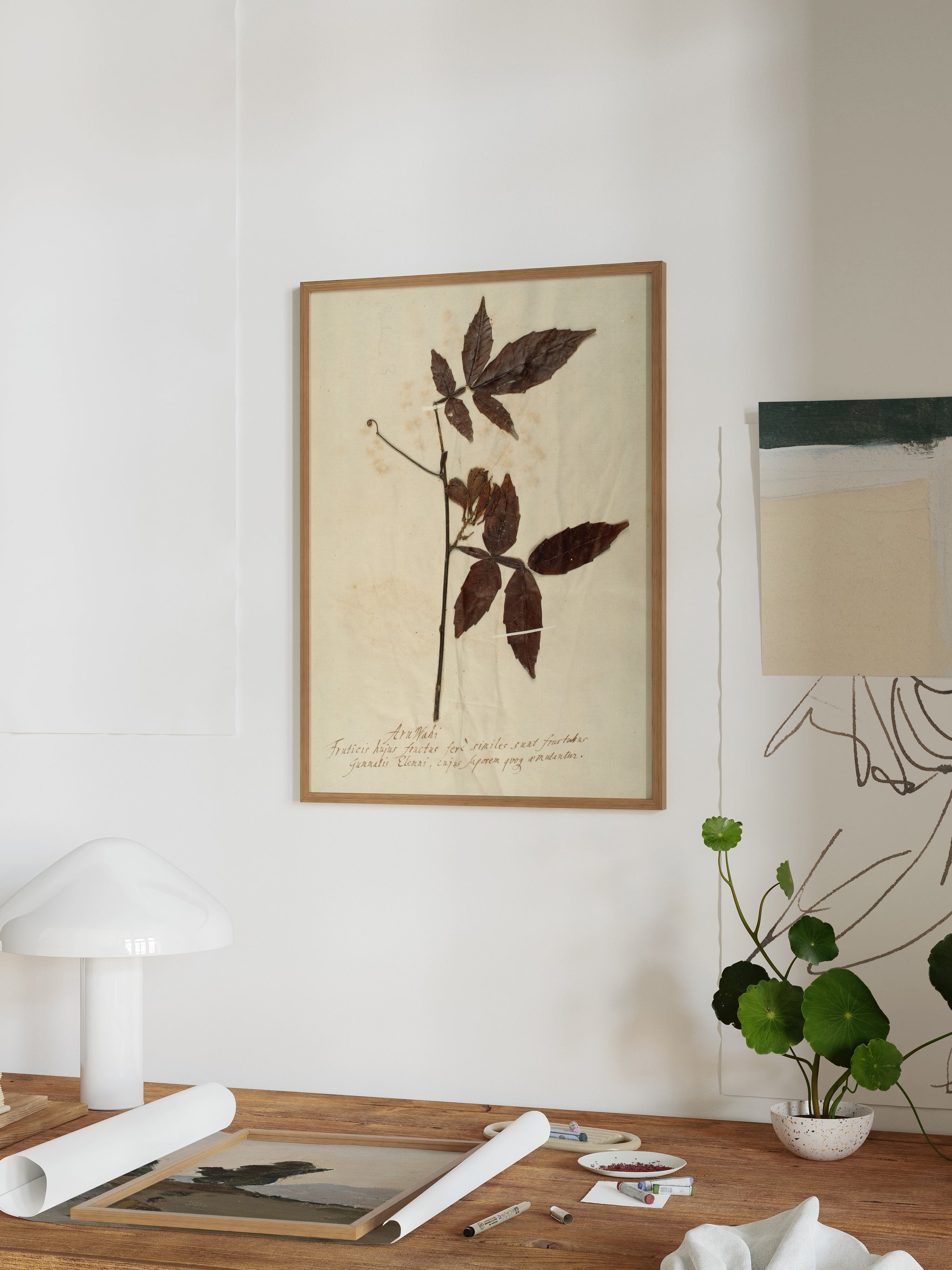 Herbarium I – Splendus
