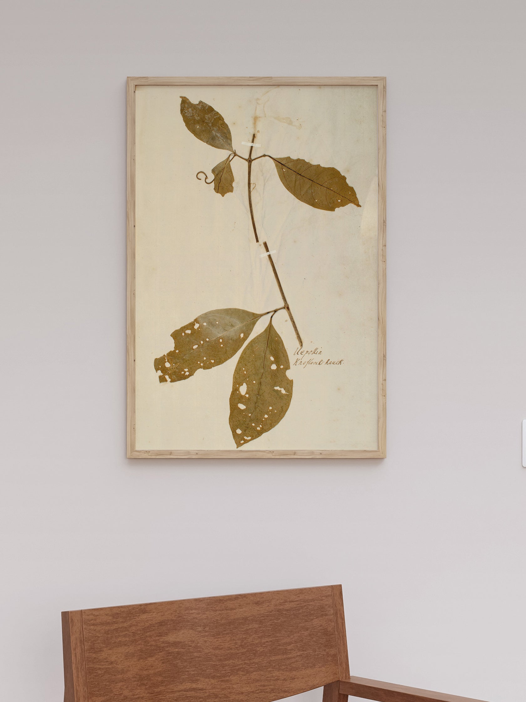 Herbarium IV – Splendus