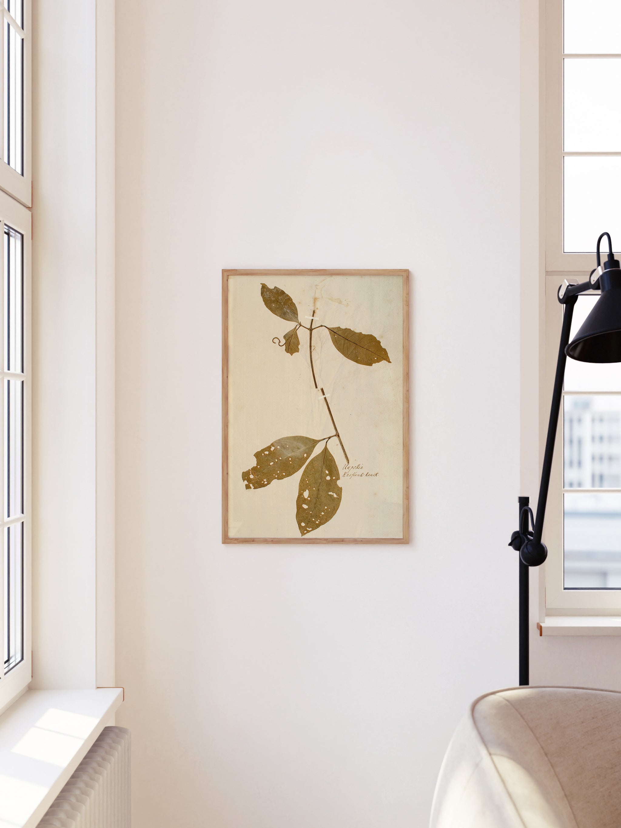 Herbarium IV – Splendus