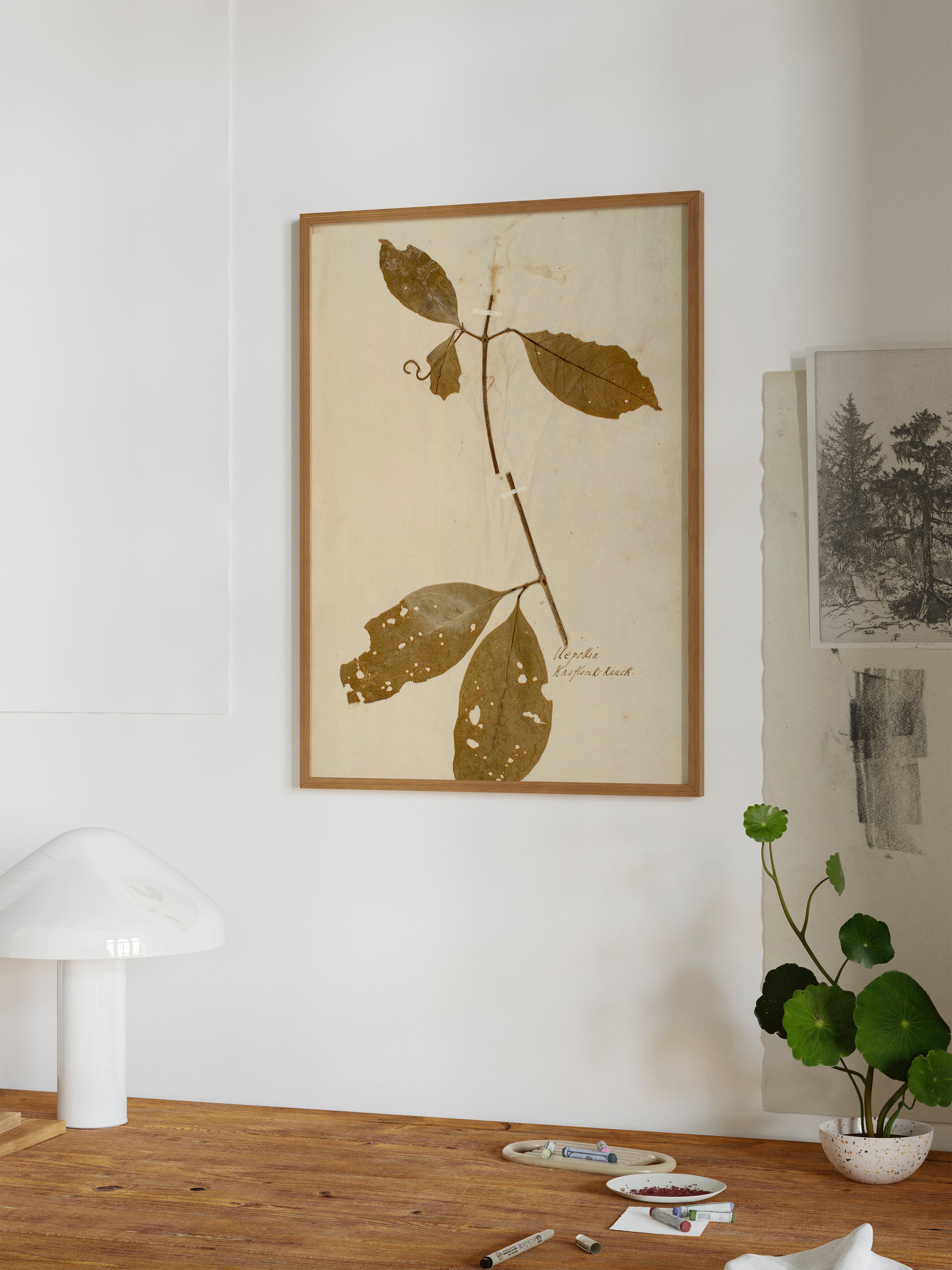 Herbarium IV – Splendus