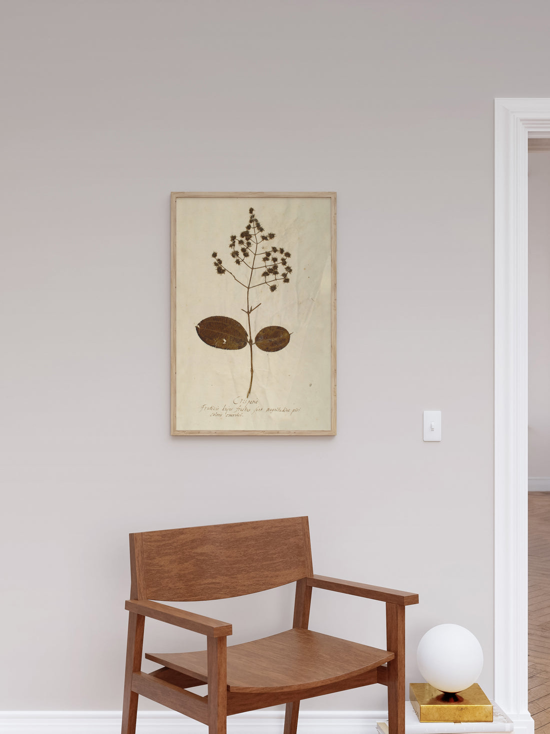 Herbarium V – Splendus