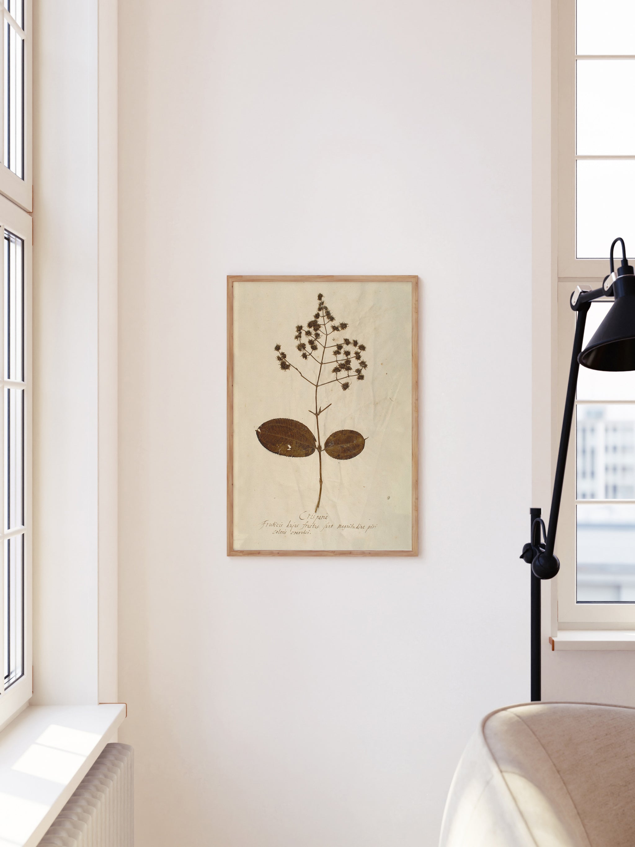 Herbarium V – Splendus