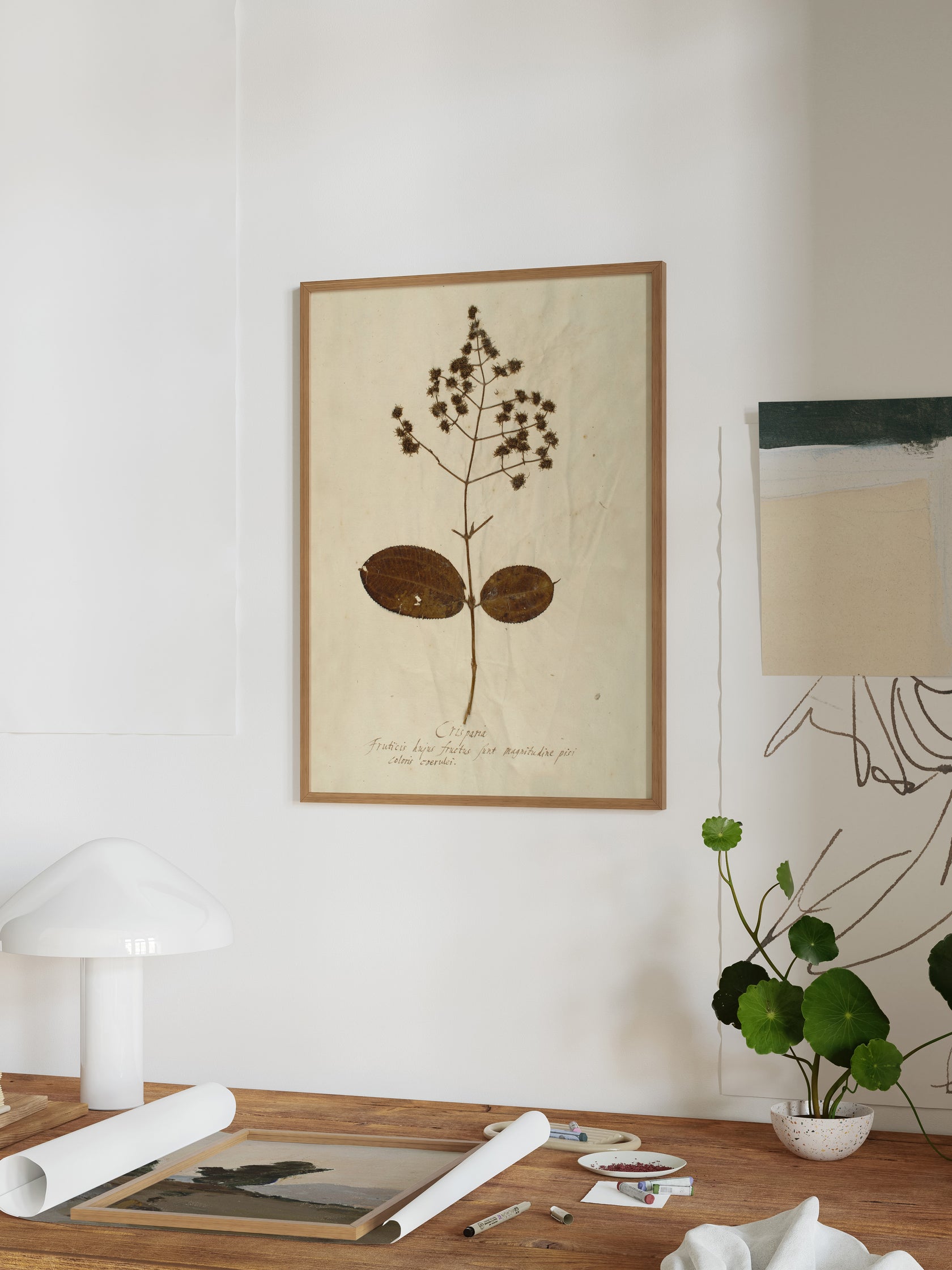 Herbarium V – Splendus