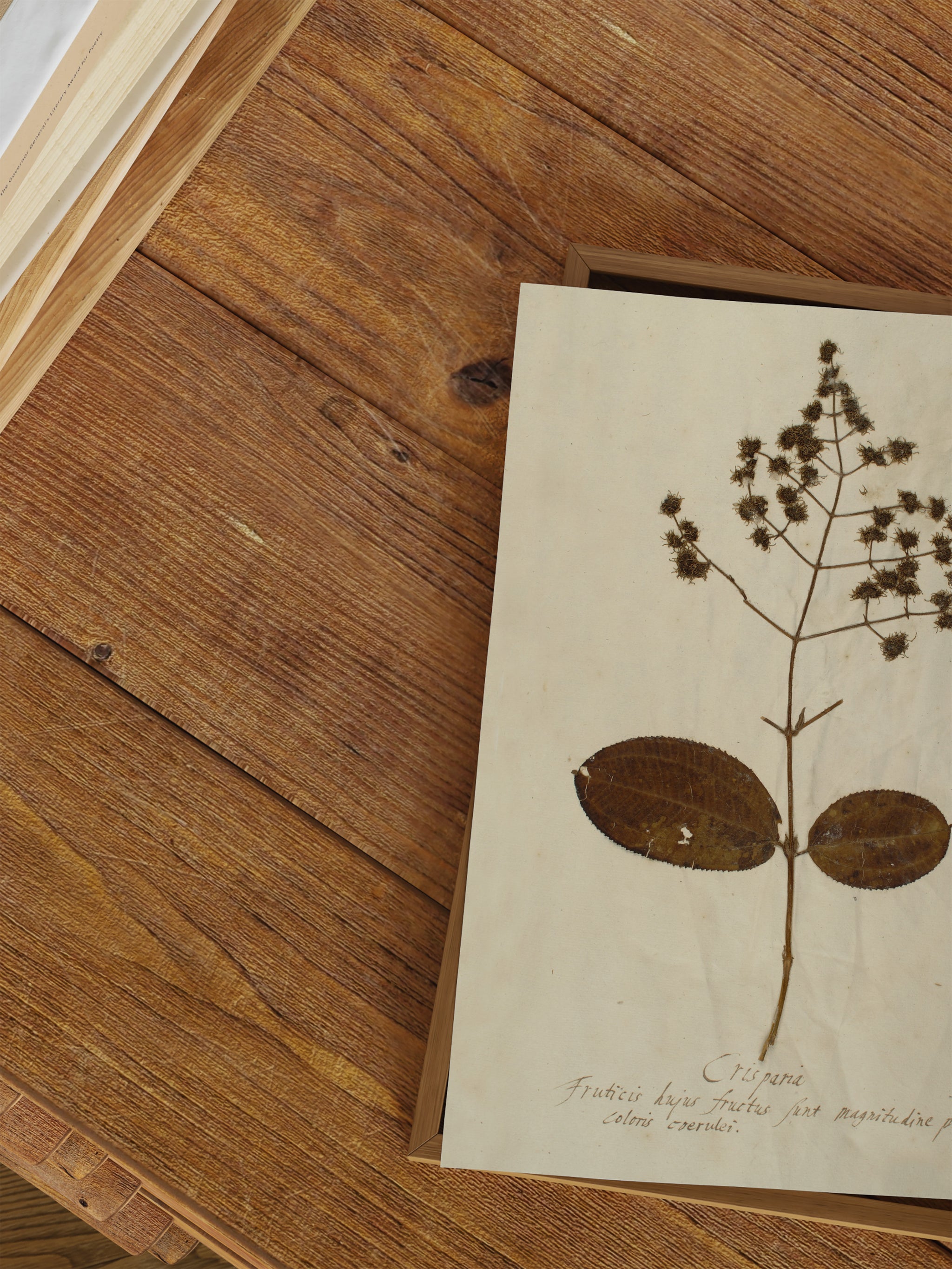 Herbarium V – Splendus