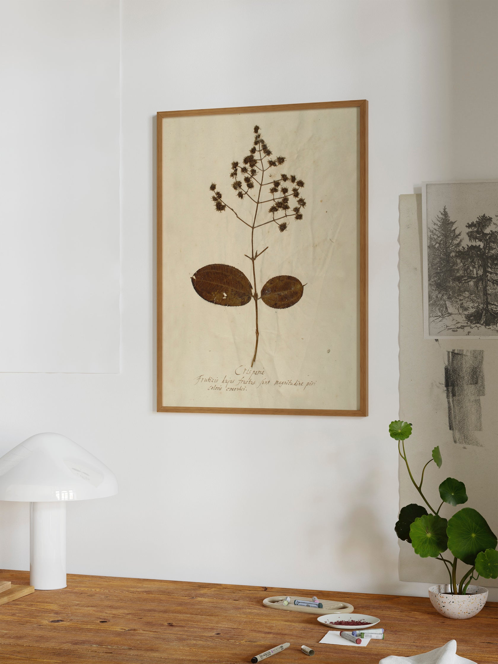 Herbarium V – Splendus