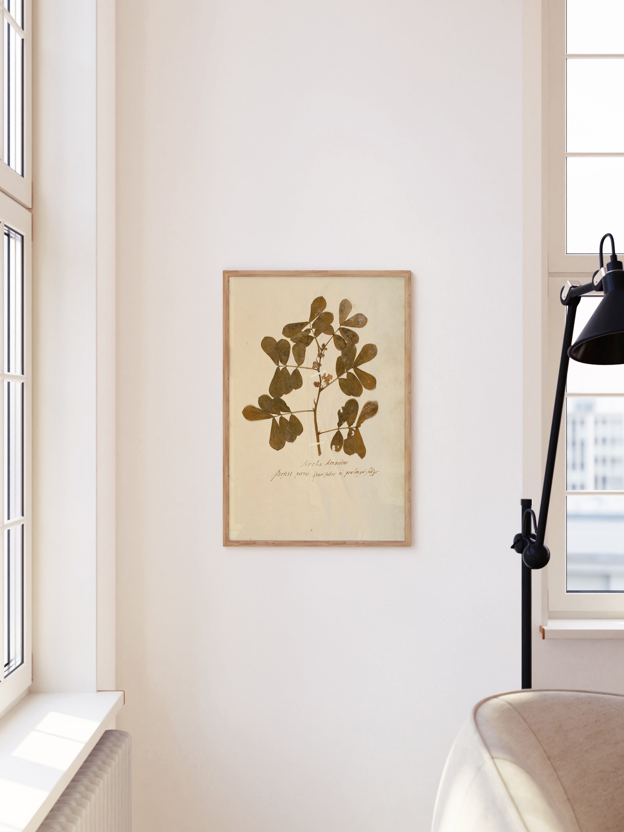 Herbarium XII – Splendus