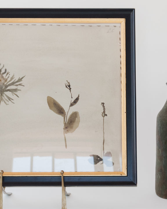 Botanical Thoughts IV – Splendus