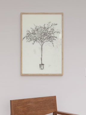 Olive Tree Sketch II – Splendus