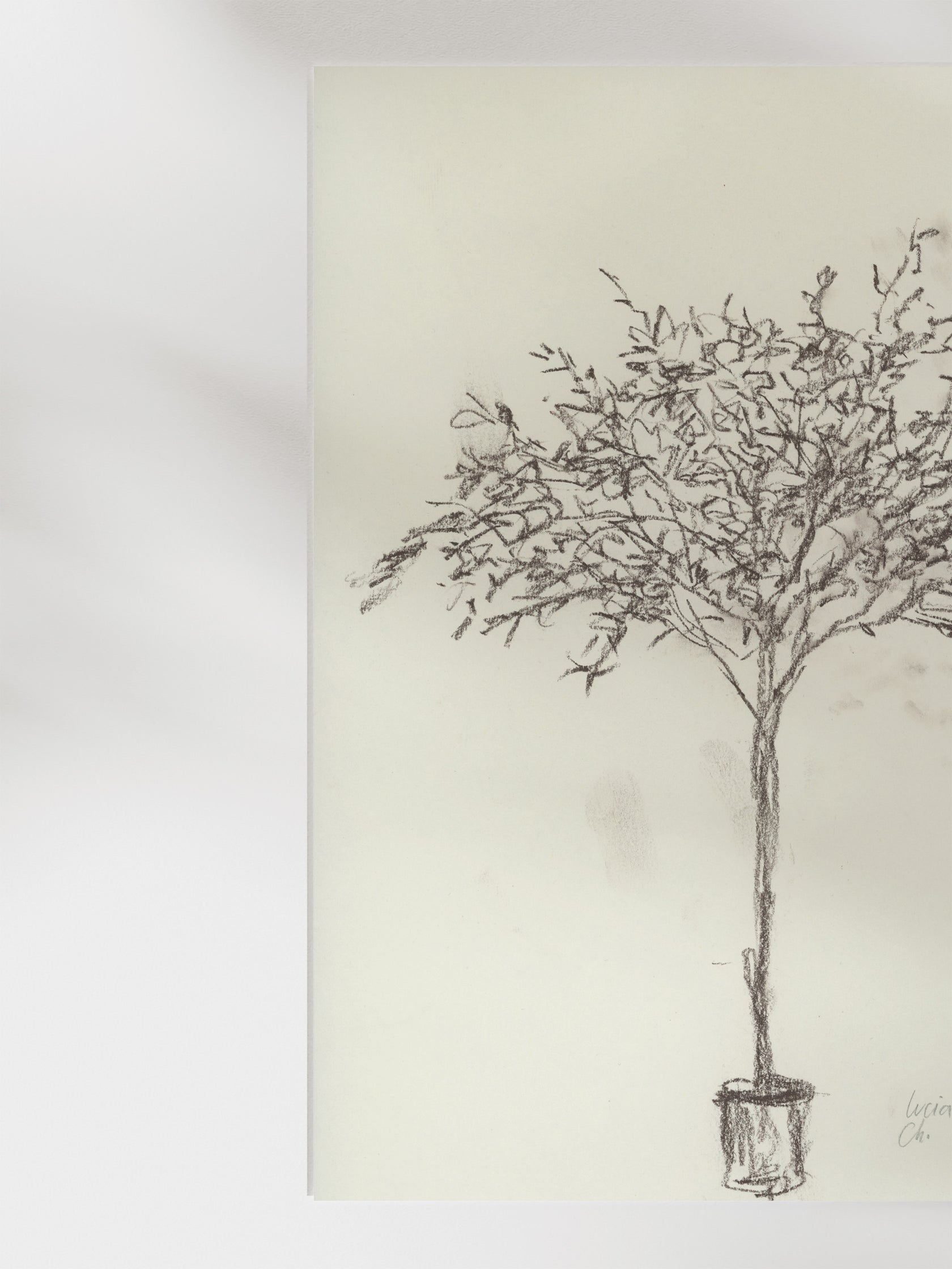 Olive Tree Sketch II – Splendus