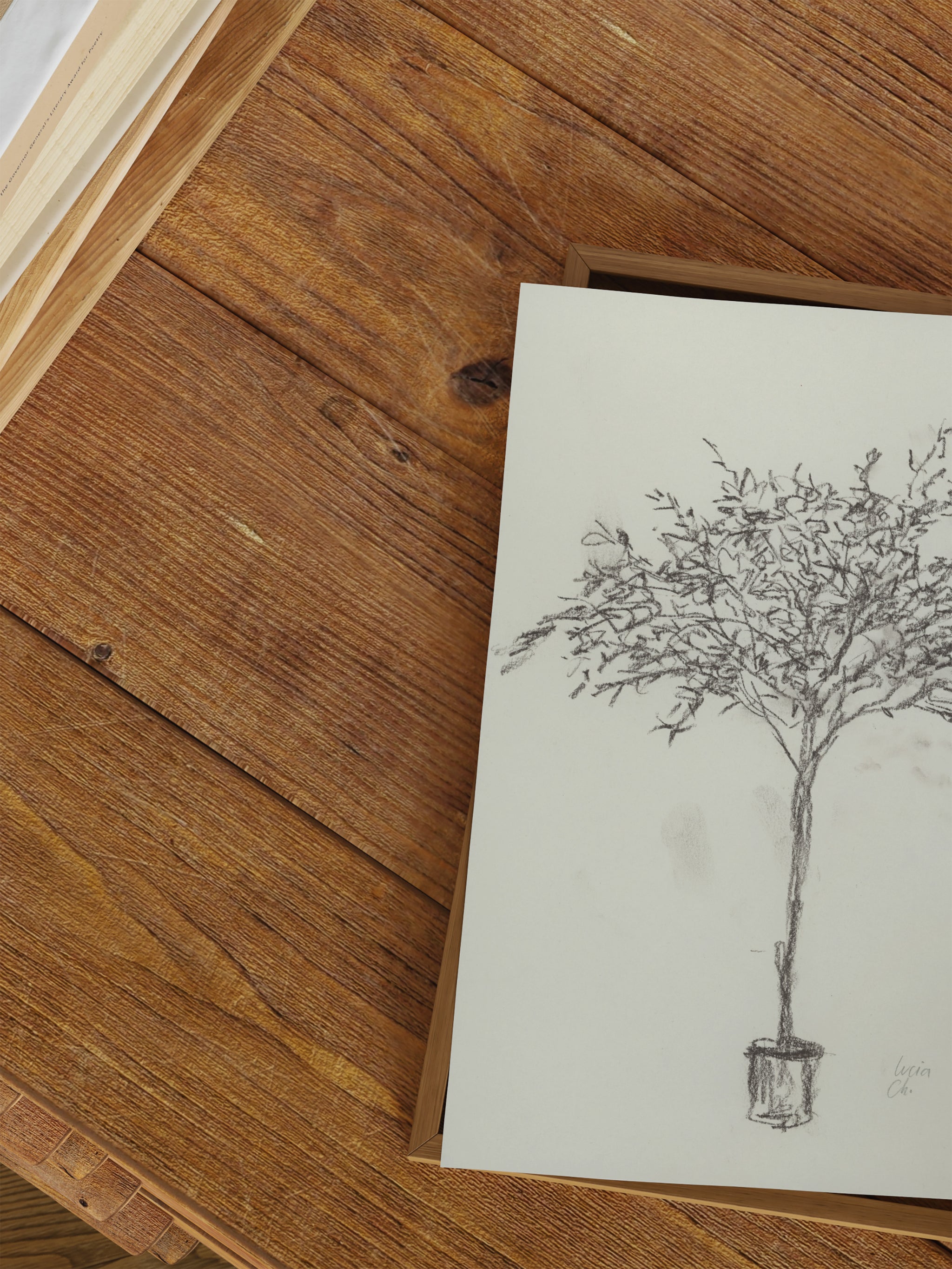 Olive Tree Sketch II – Splendus