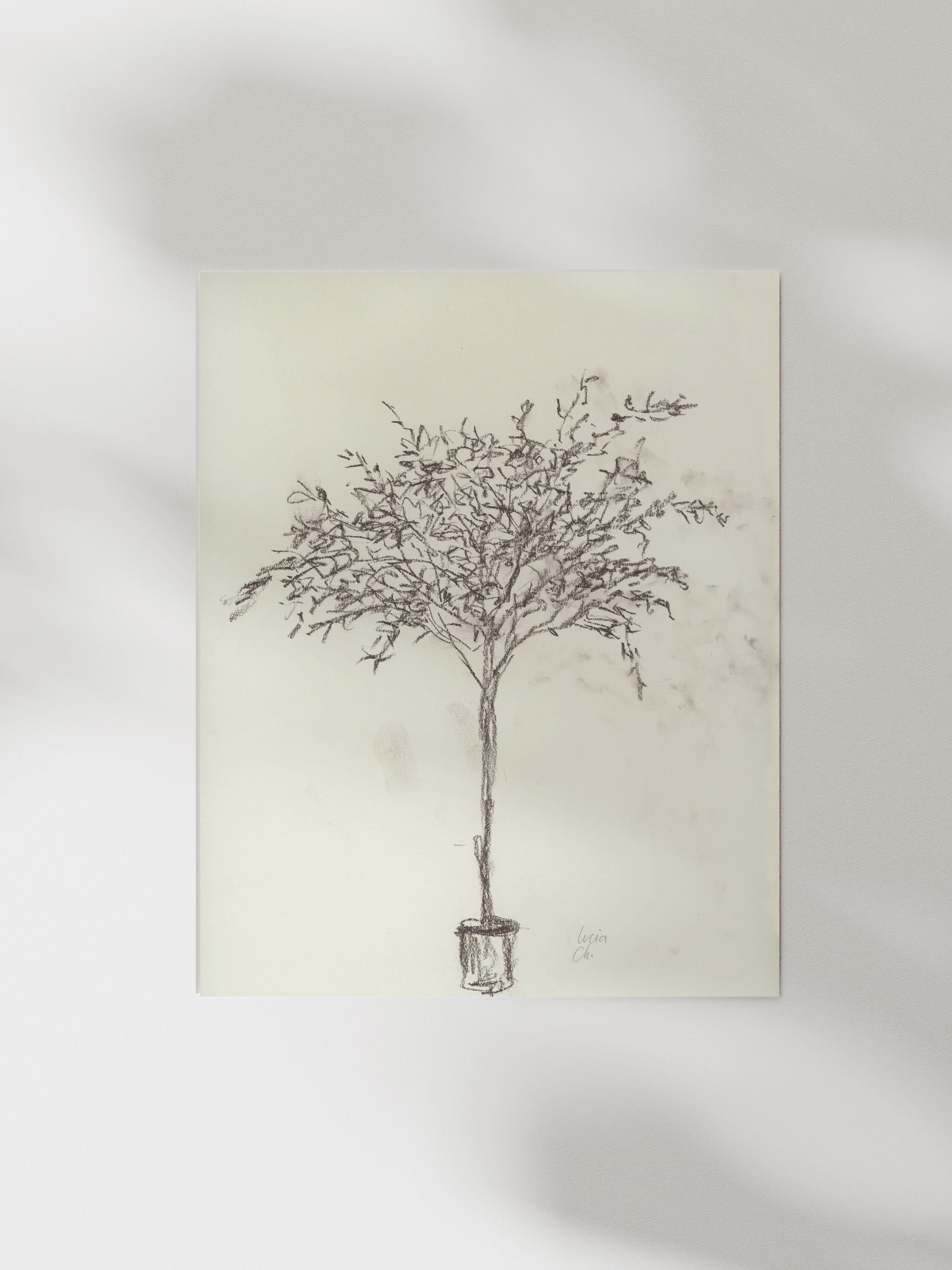 Olive Tree Sketch II – Splendus