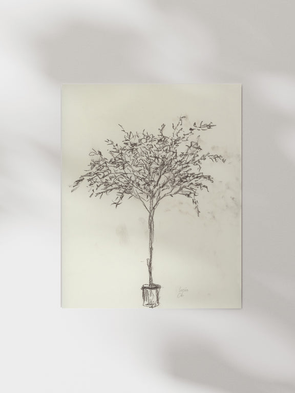 Olive Tree Sketch II – Splendus