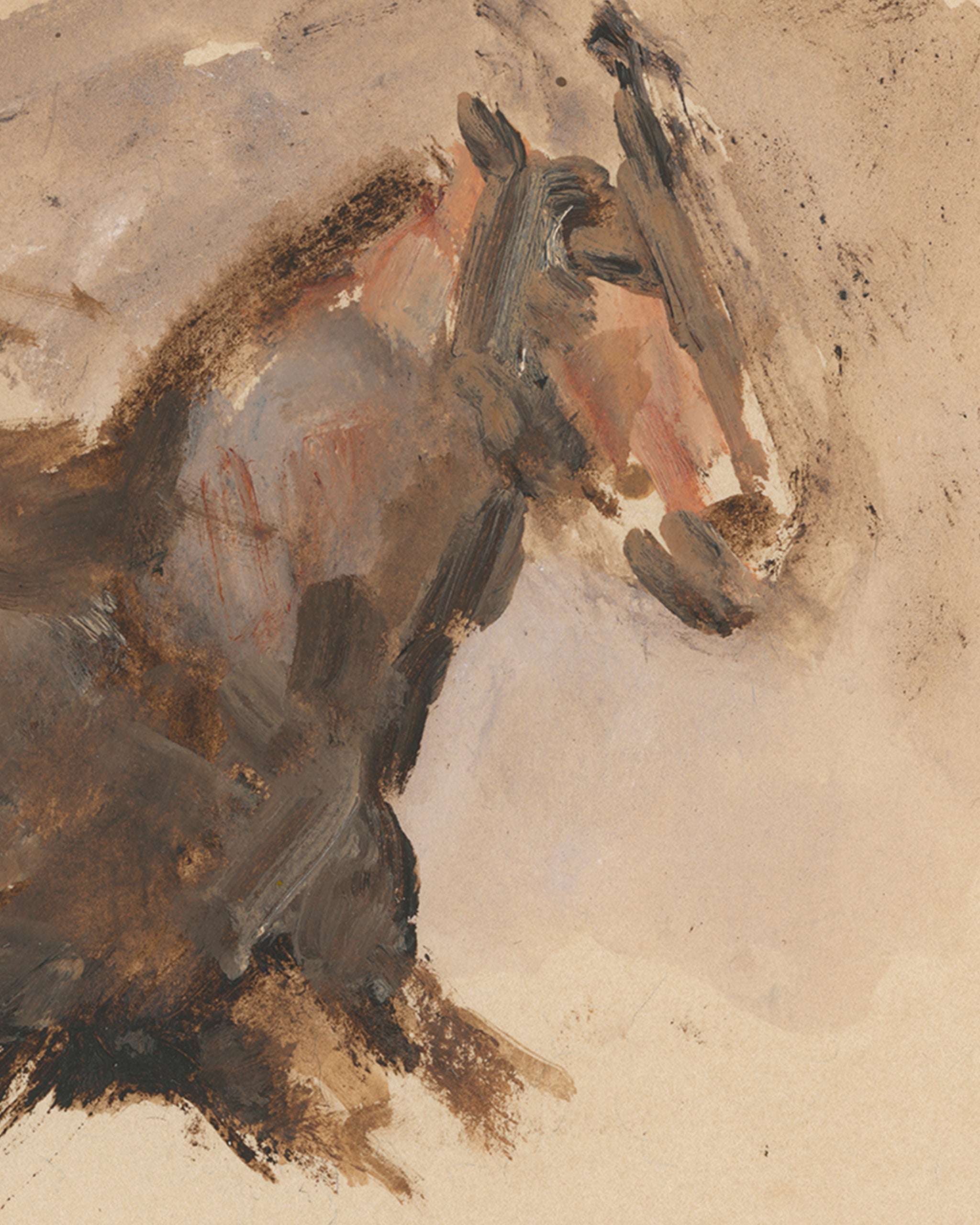 Wild Colt – Splendus